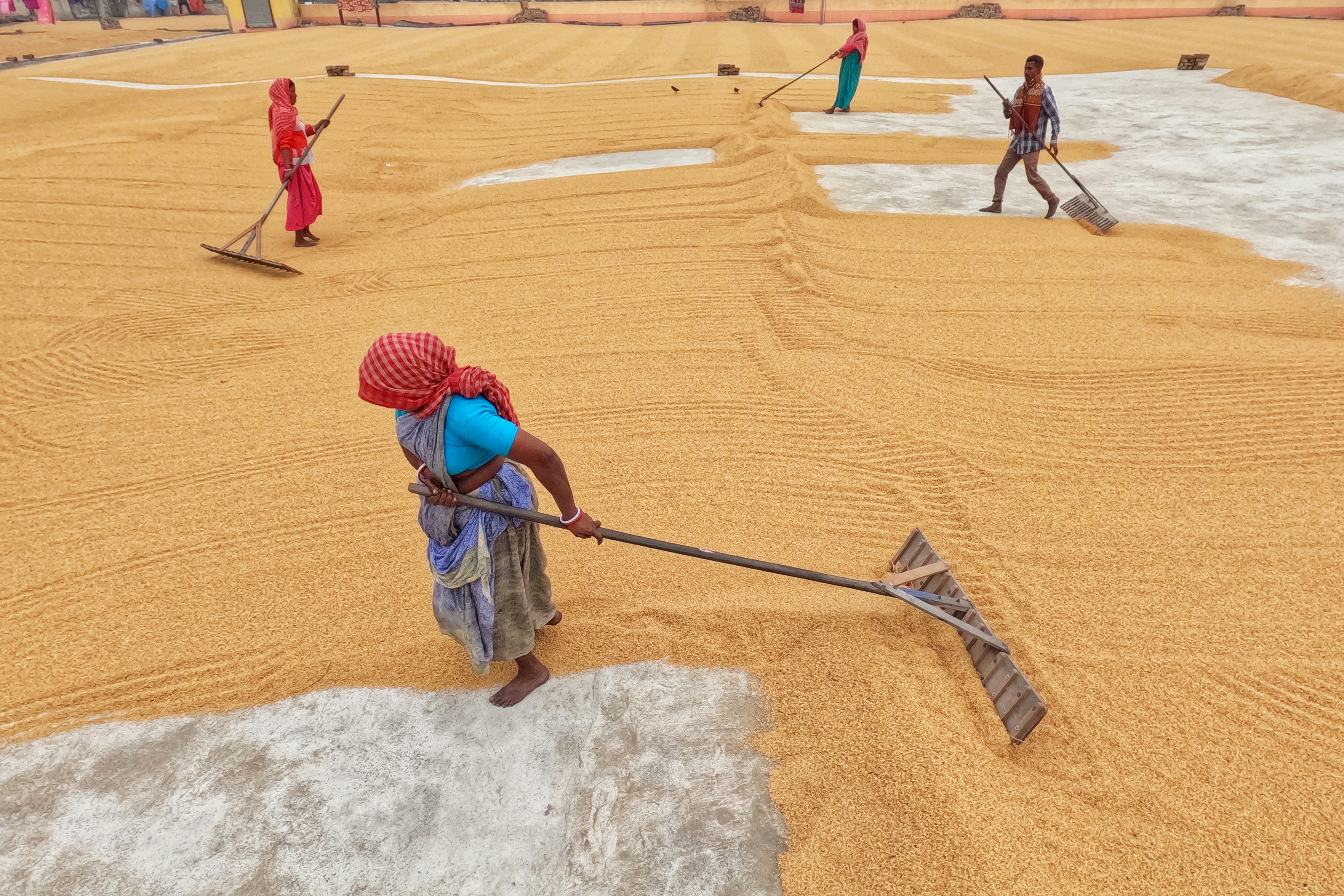 Raking Dawn: A Salt-Field Worker Traverses Gilded Terraces