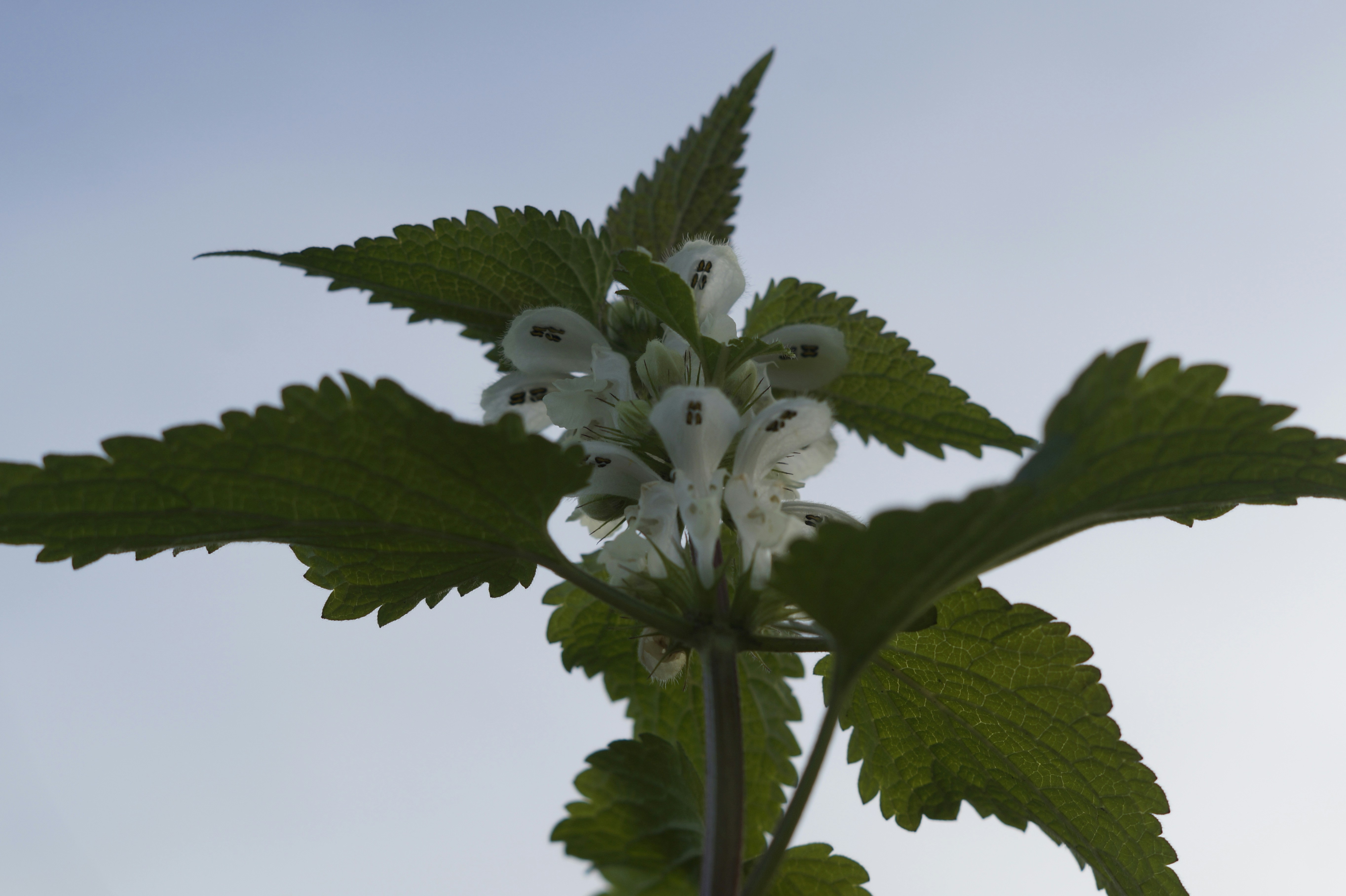 Low-angle Portrait of a White-Flowered Mint Reaching Toward the Sky