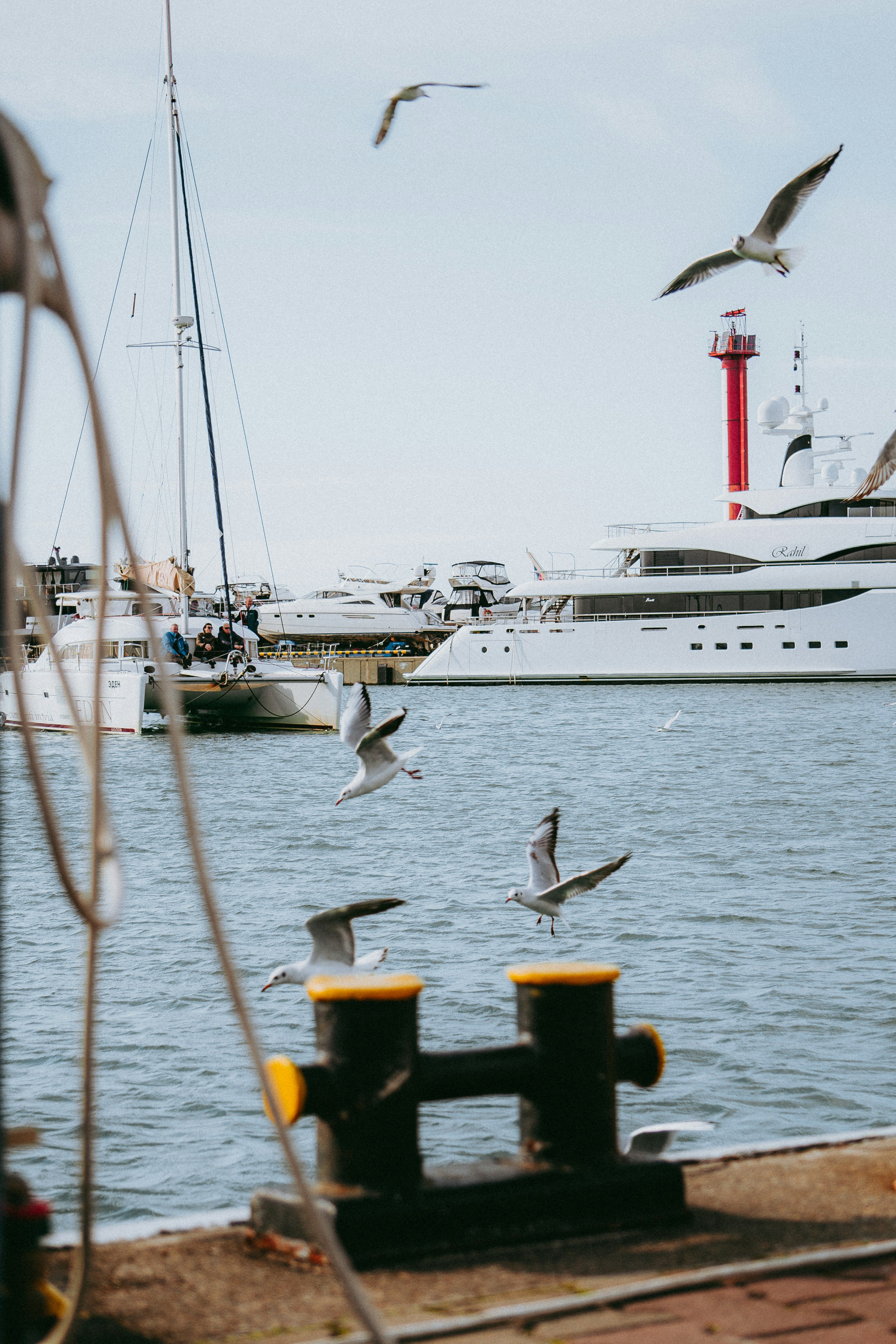 Harbor Beacon: Seagulls, Yachts, and a Crimson Lattice of Light
