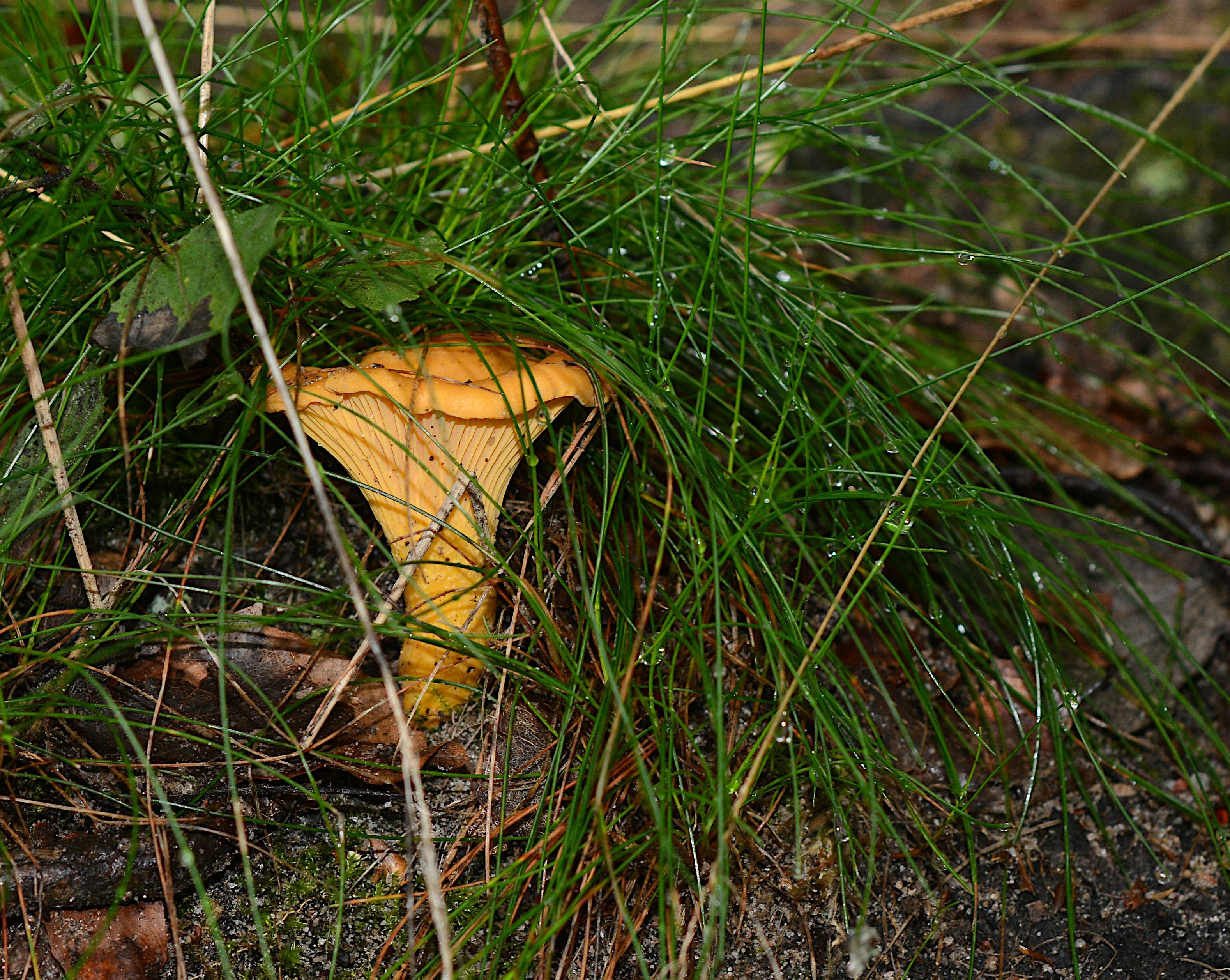 Chanterelle mushroom.