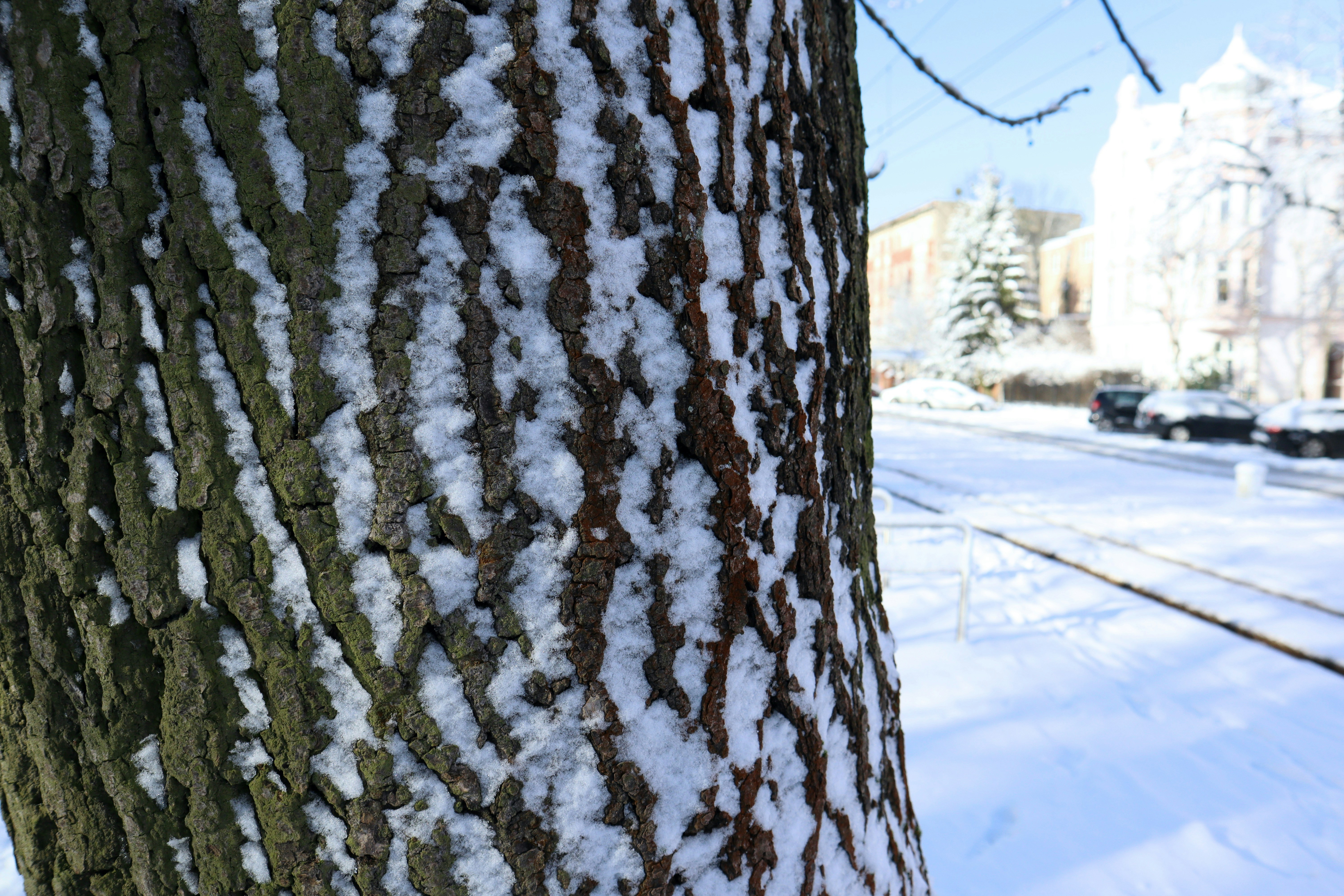 A close up of a tree with snow on it photo – Free Poland Image on Unsplash