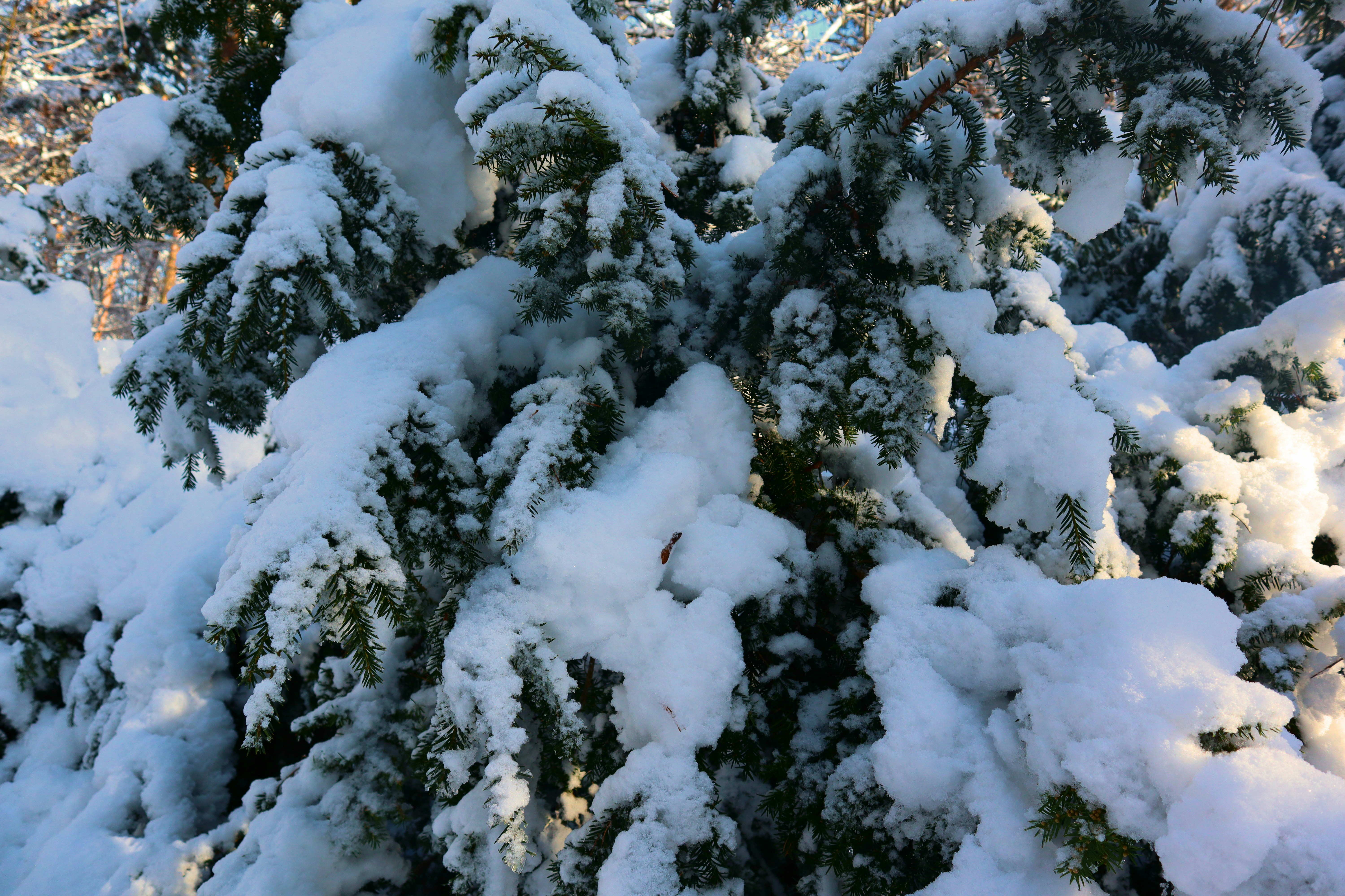 A snow covered pine tree in the winter photo – Free Snow Image on Unsplash