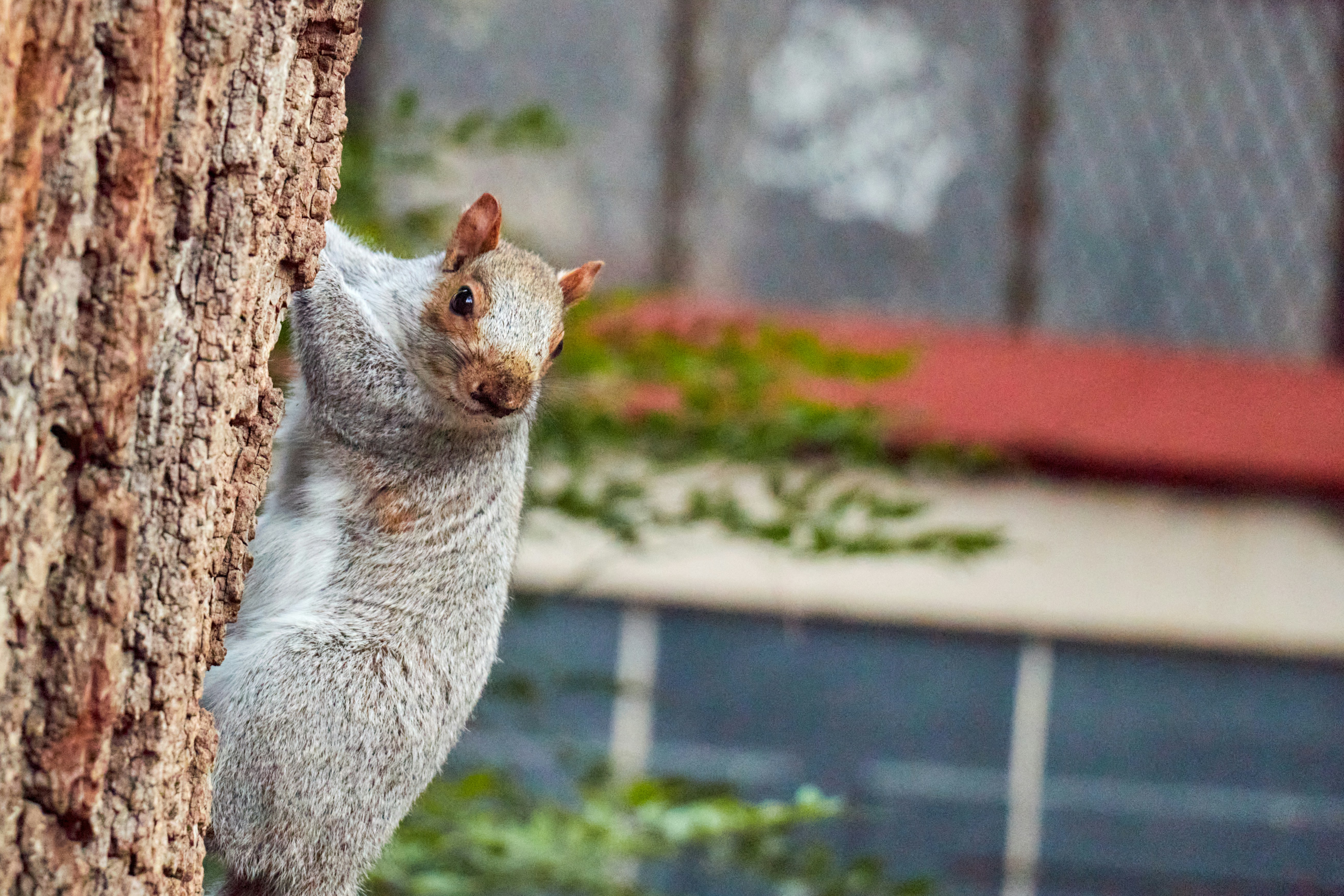 The Squirrel's Timber Watch: A Quiet Moment by the Chain-Link Fence
