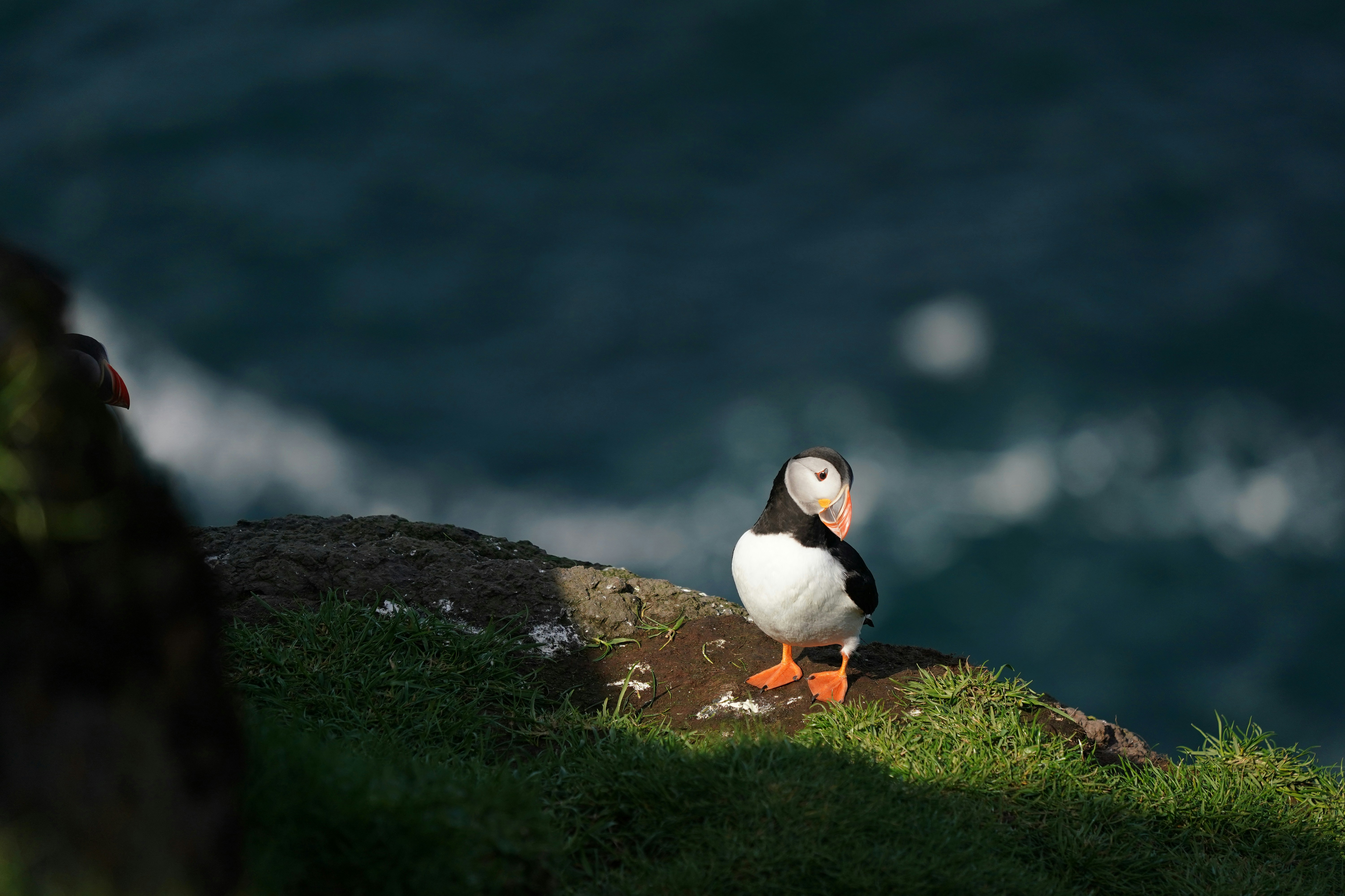 A puffy bird sitting on top of a lush green hillside photo – Free ...
