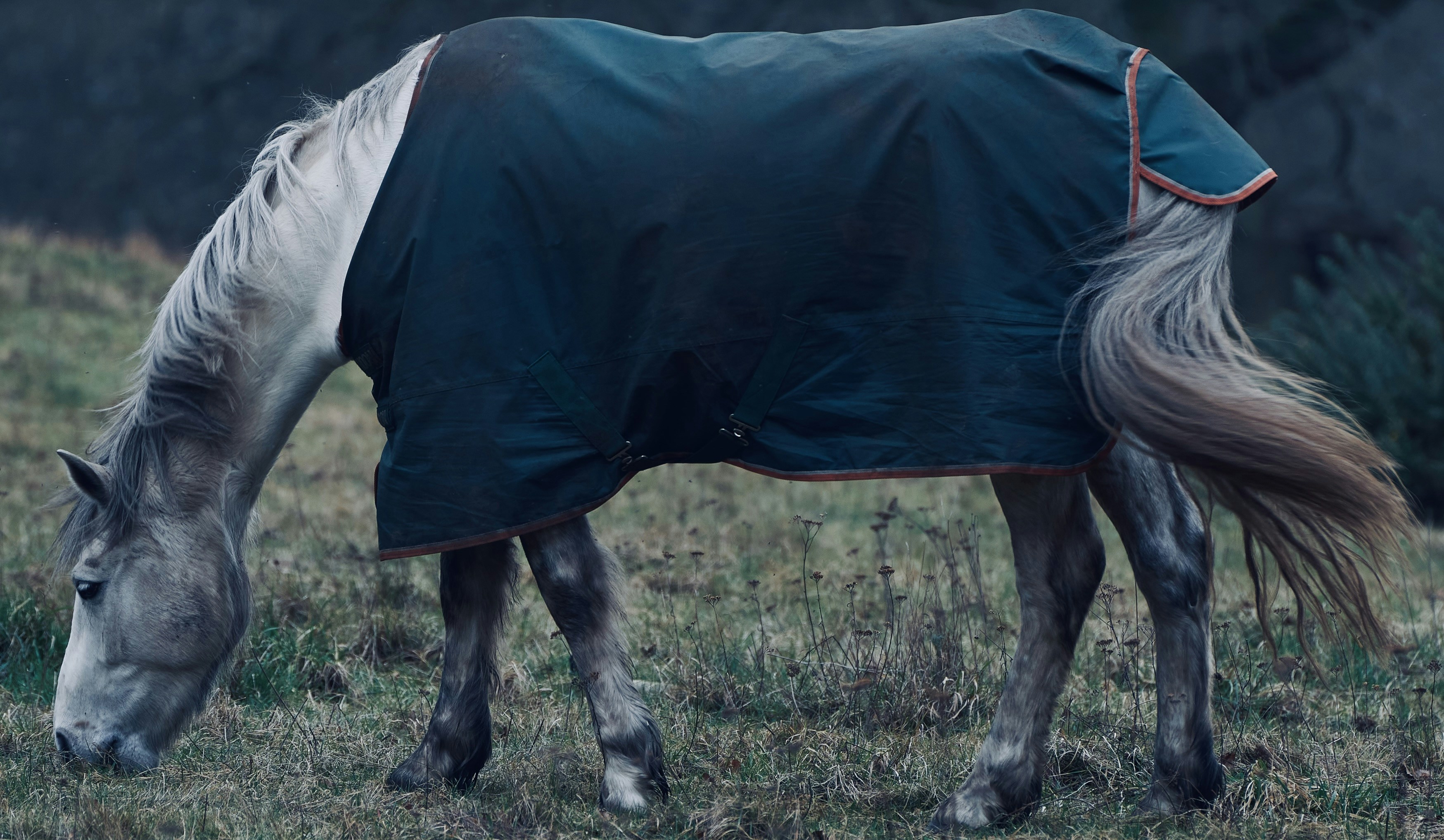 Pasture Quiet: A Gray Horse in a Deep-Blue Blanket Grazes Near Distant Hills