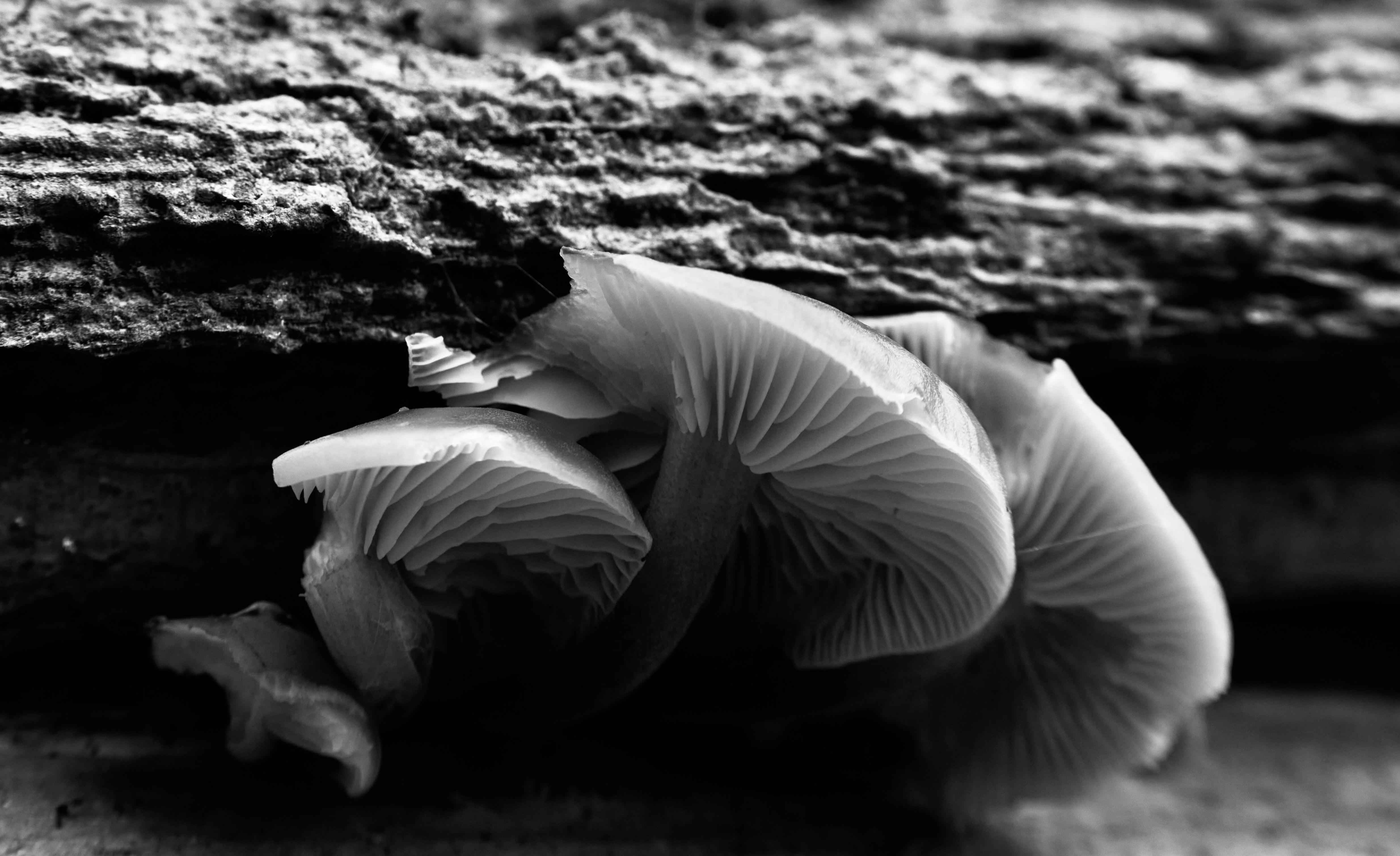 Underlog Morphology: A Monochrome Assembly of Mushrooms