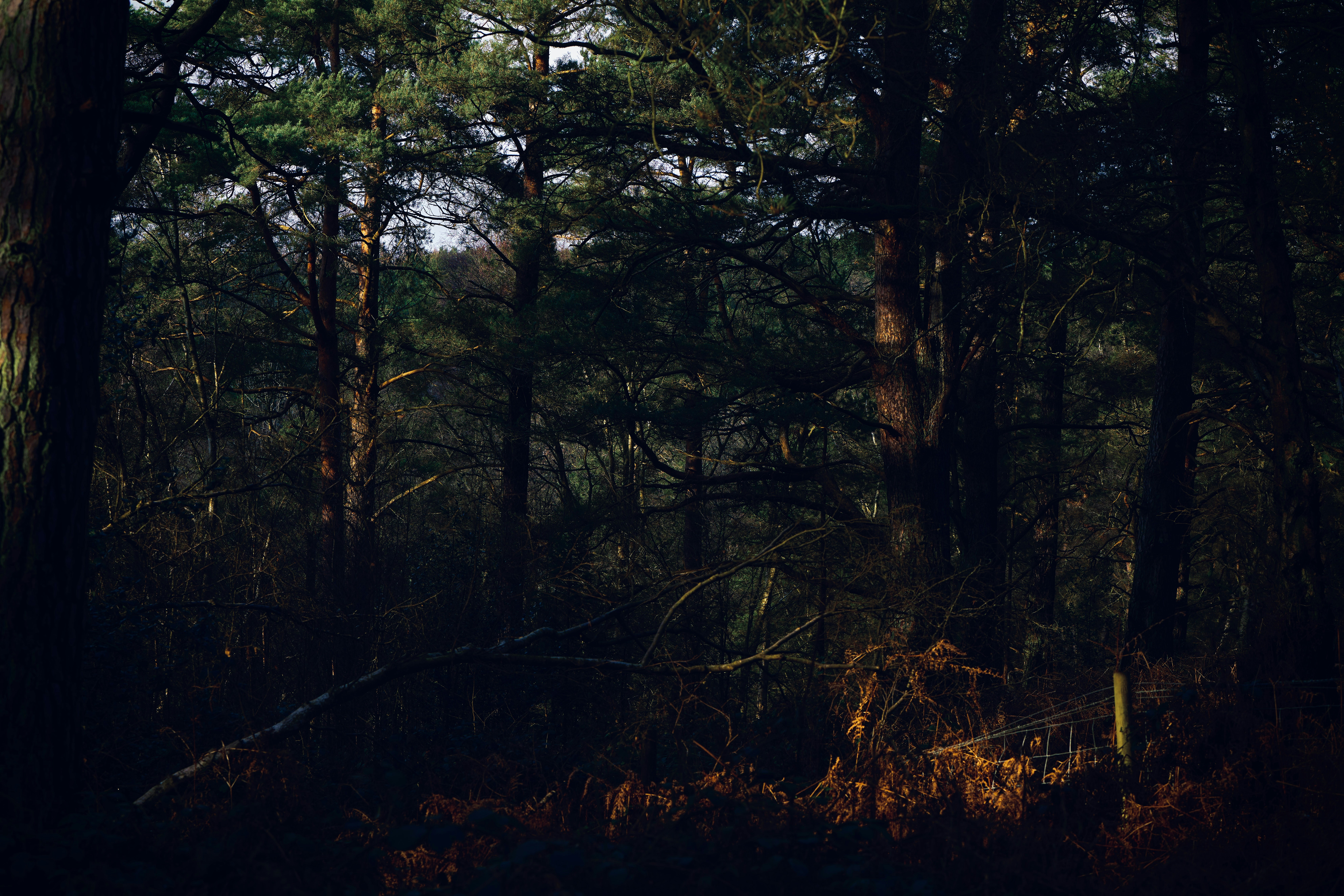 A landscape view of a dense forest with straight trees in the sunset