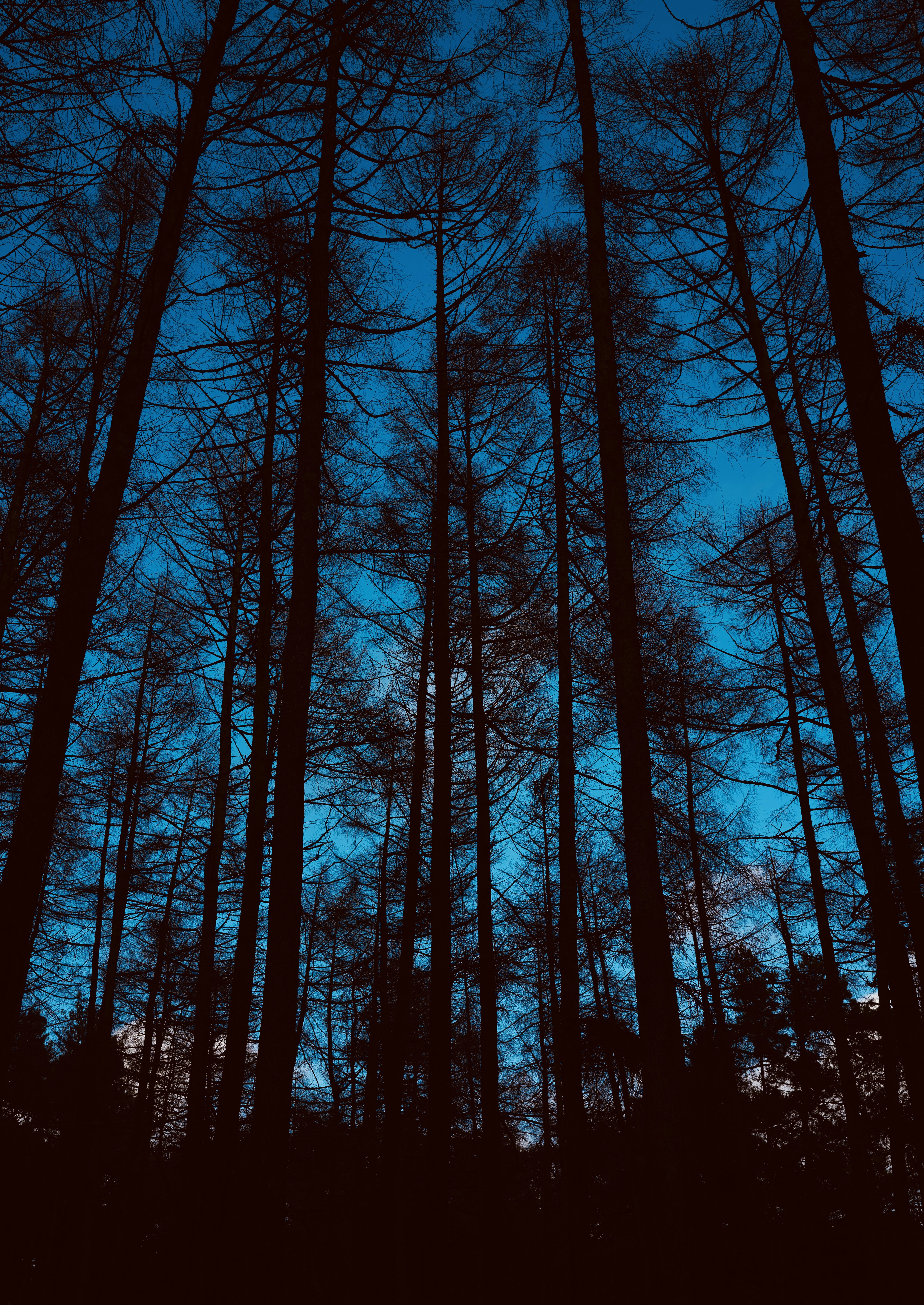 Indigo Cathedral of Tall Pines