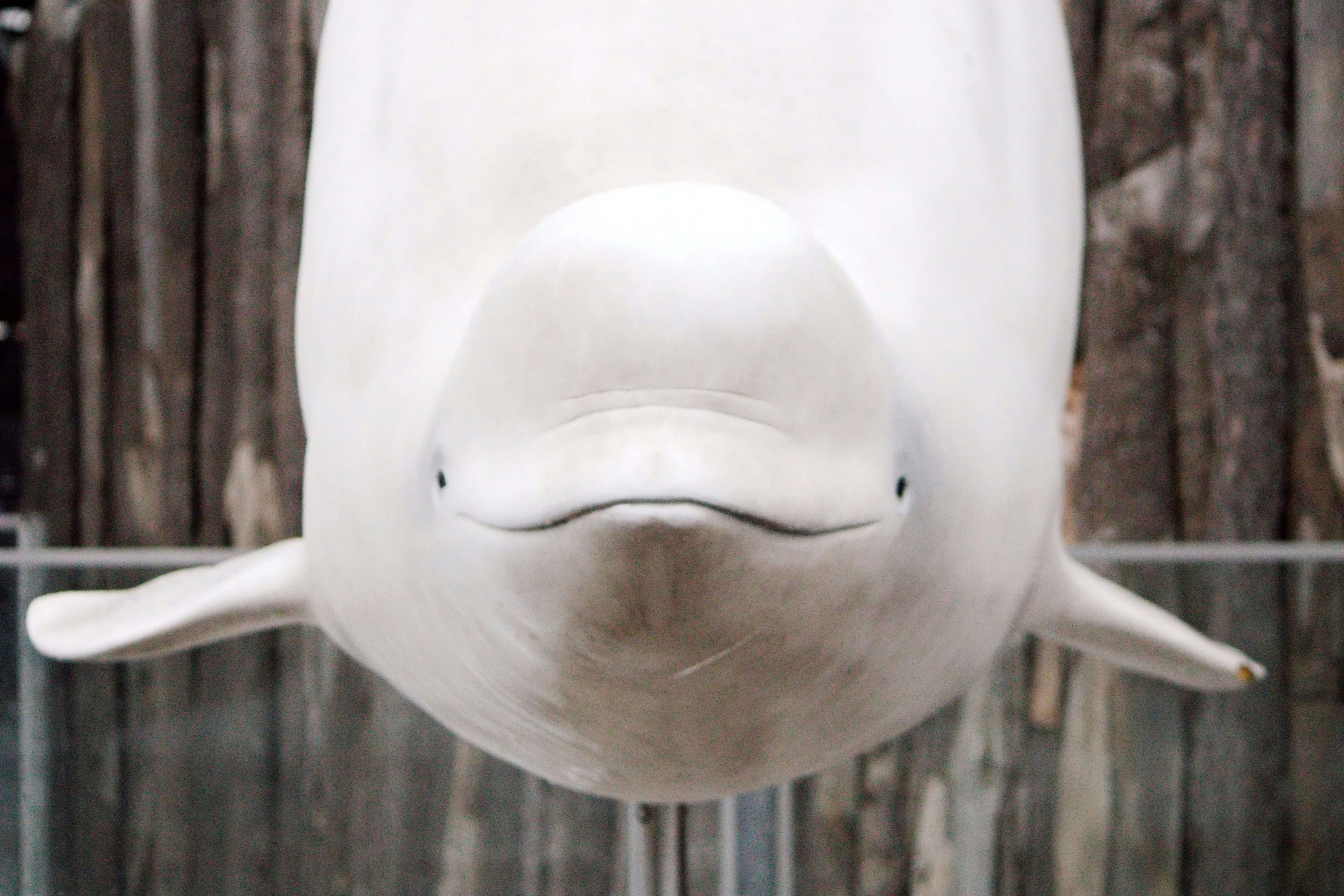 Close-Up of a Bottlenose Gentle Face: White Dolphin Portrait
