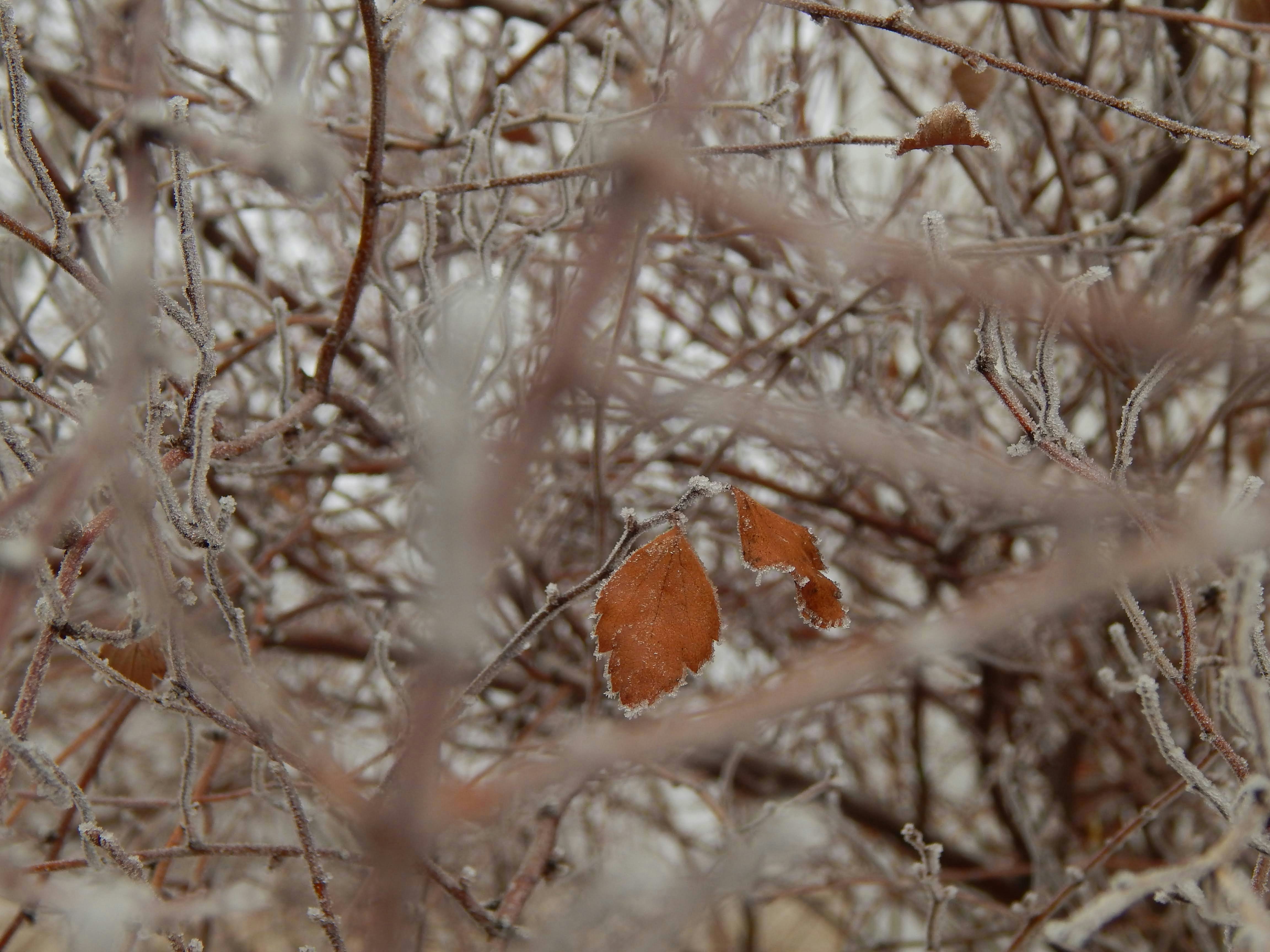 Frost-Lace in a Winter Thicket: A Leaf Clings to the Branch