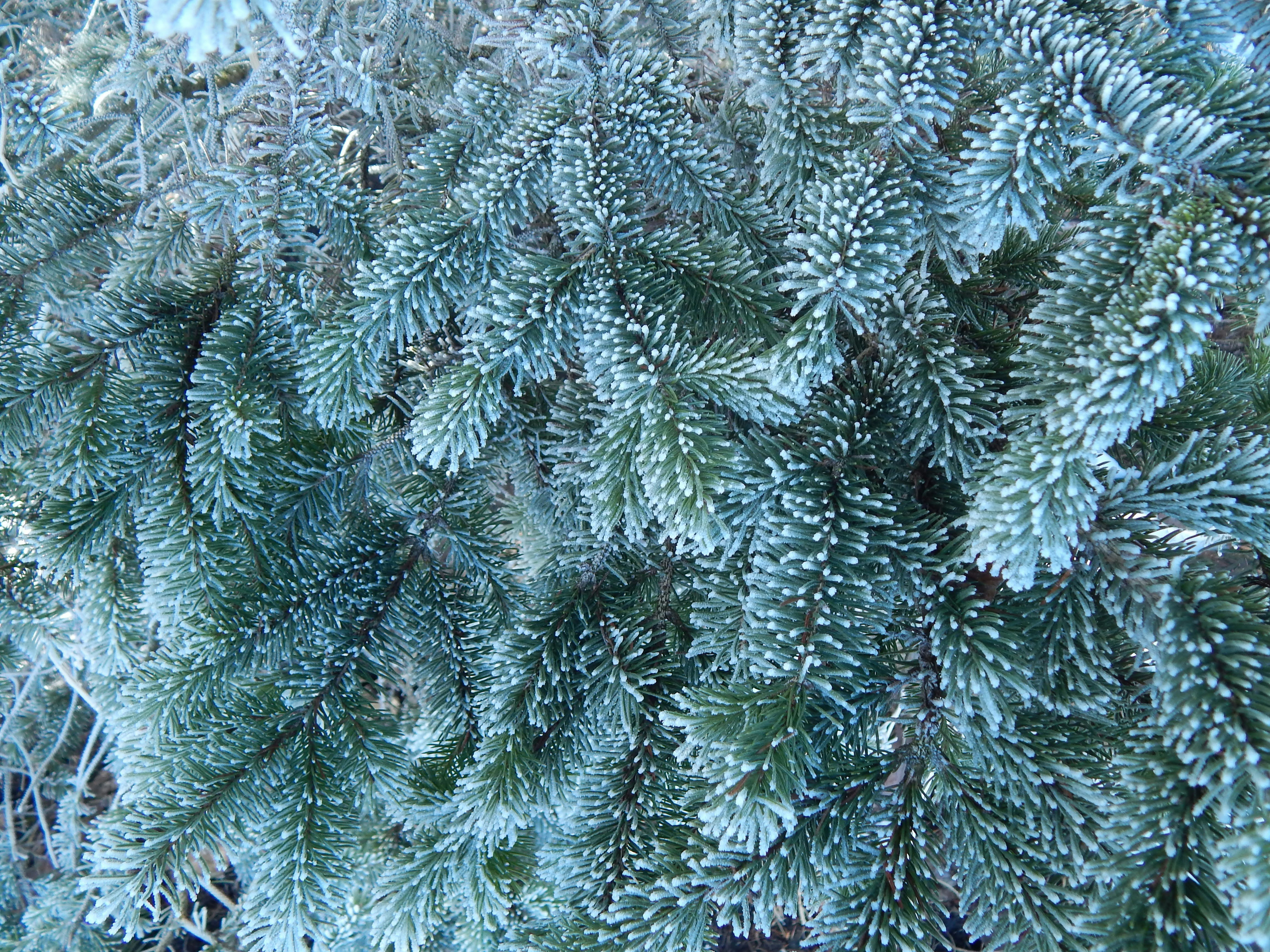 Photo by Josie Weiss with Nikon Coolpix L820