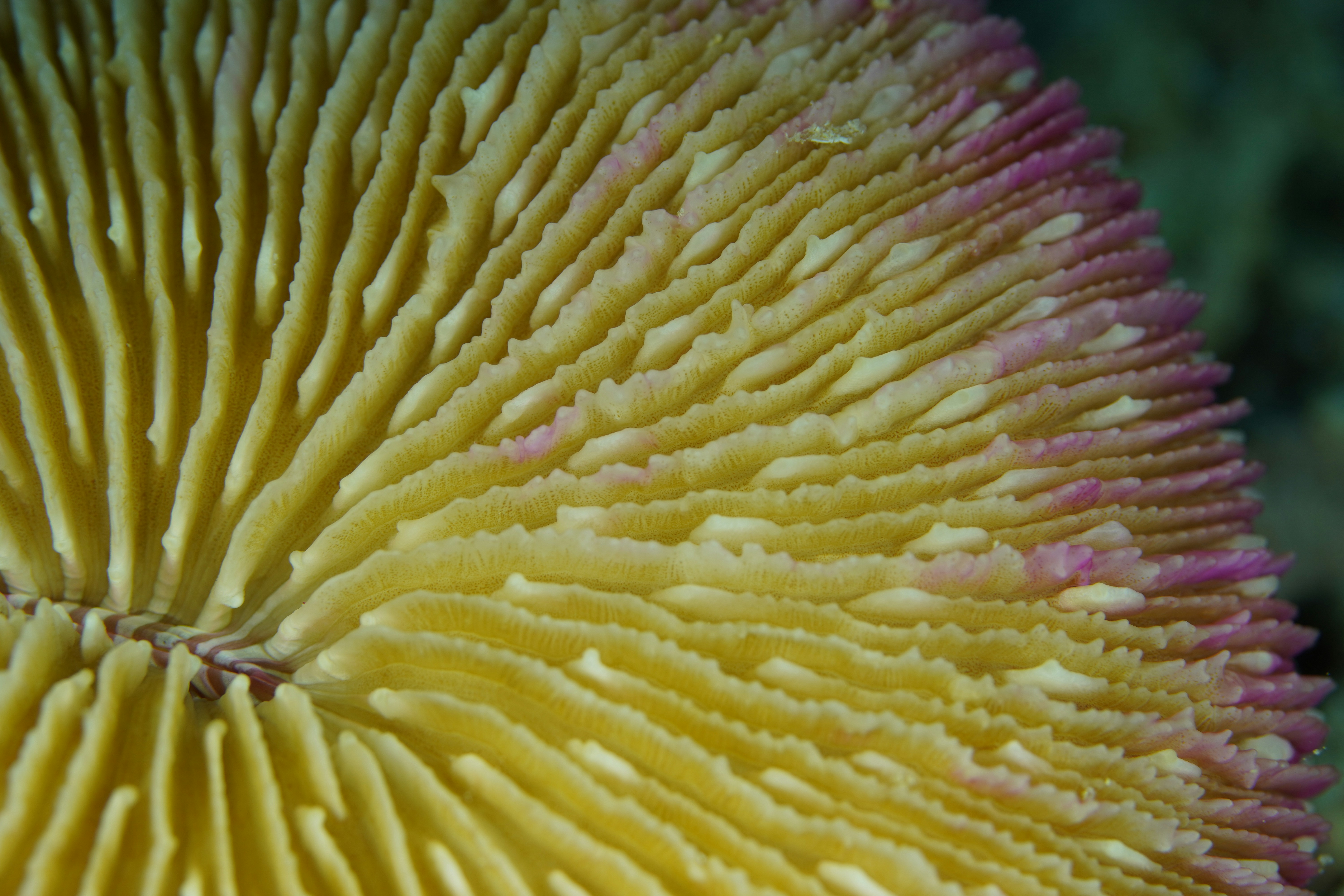 Luminescent Gills: a close-up study of a yellow mushroom underside with pink rim