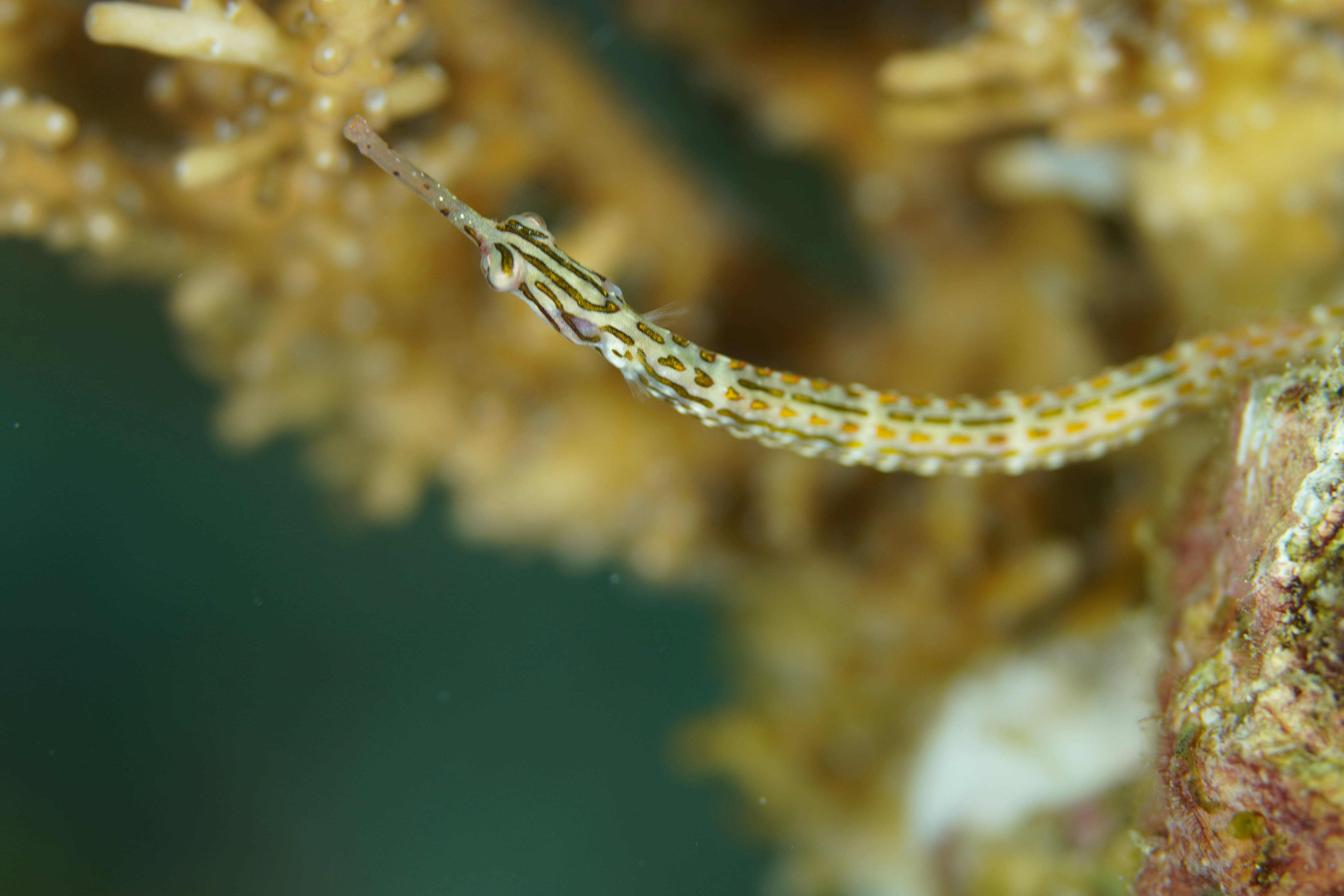 Ornate Pipefish Wanders the Coral Veil