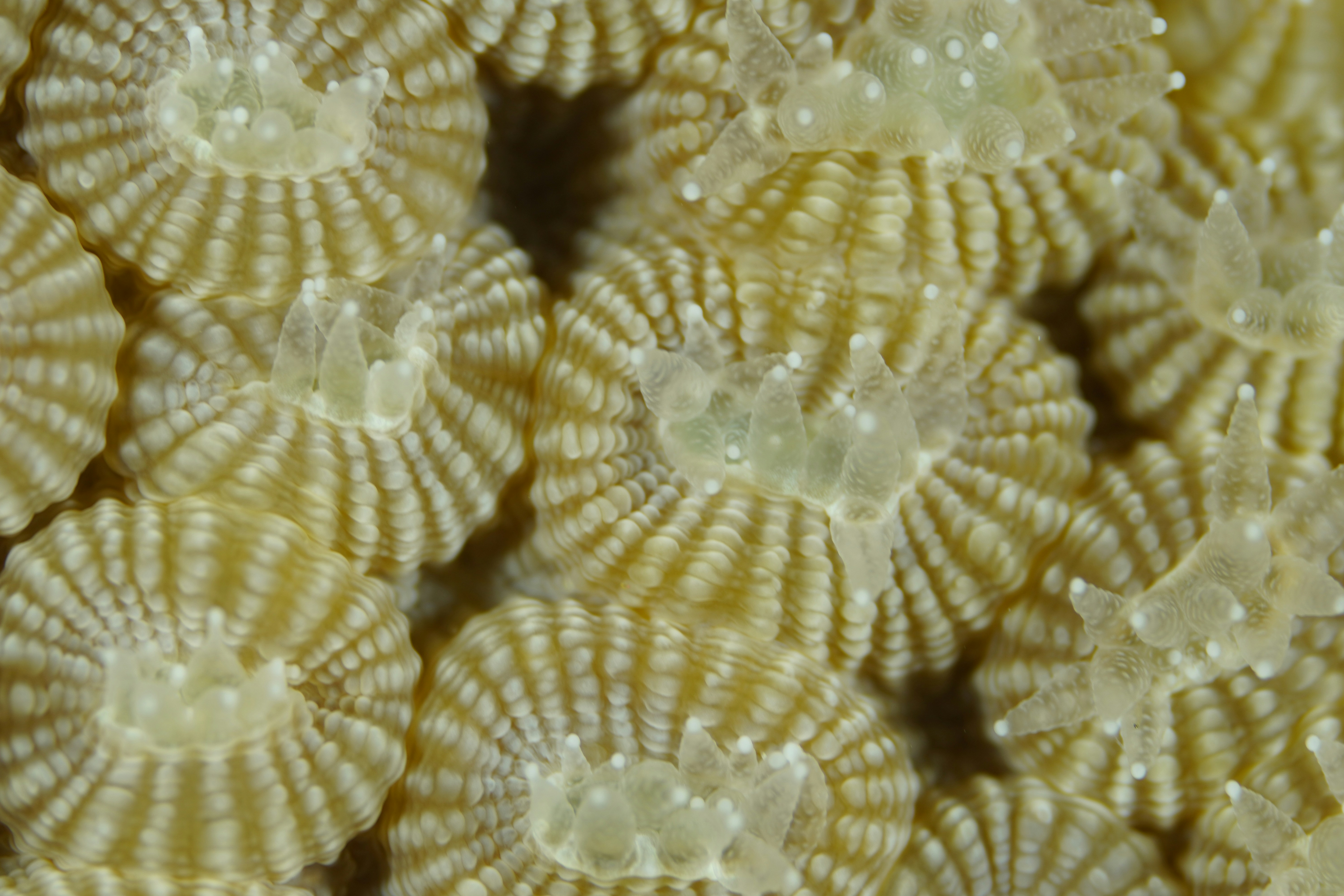 Circular Coral Lace: A Macro Field of Radial Ridges