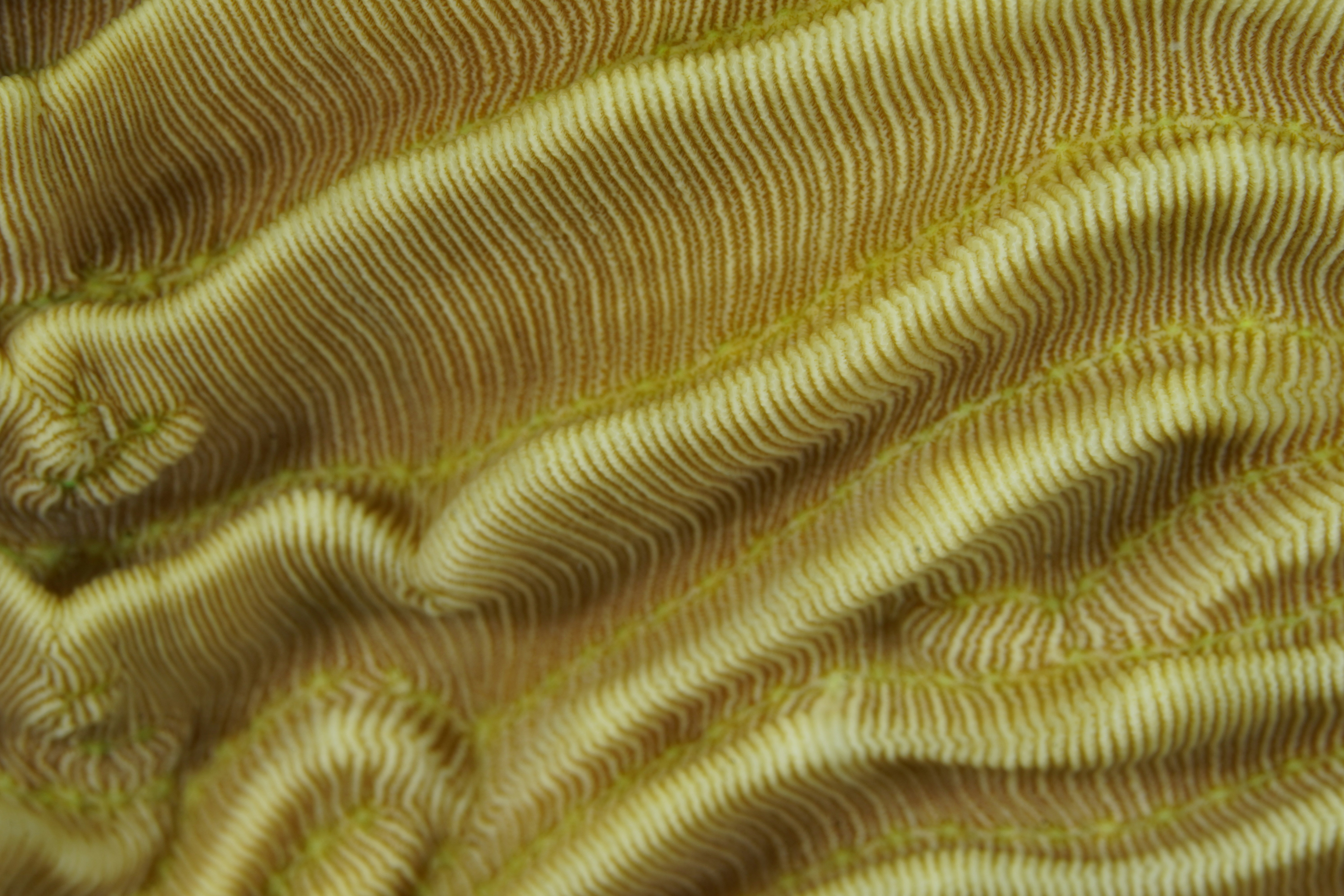 Golden Ripples: Macro Portrait of Textile Texture
