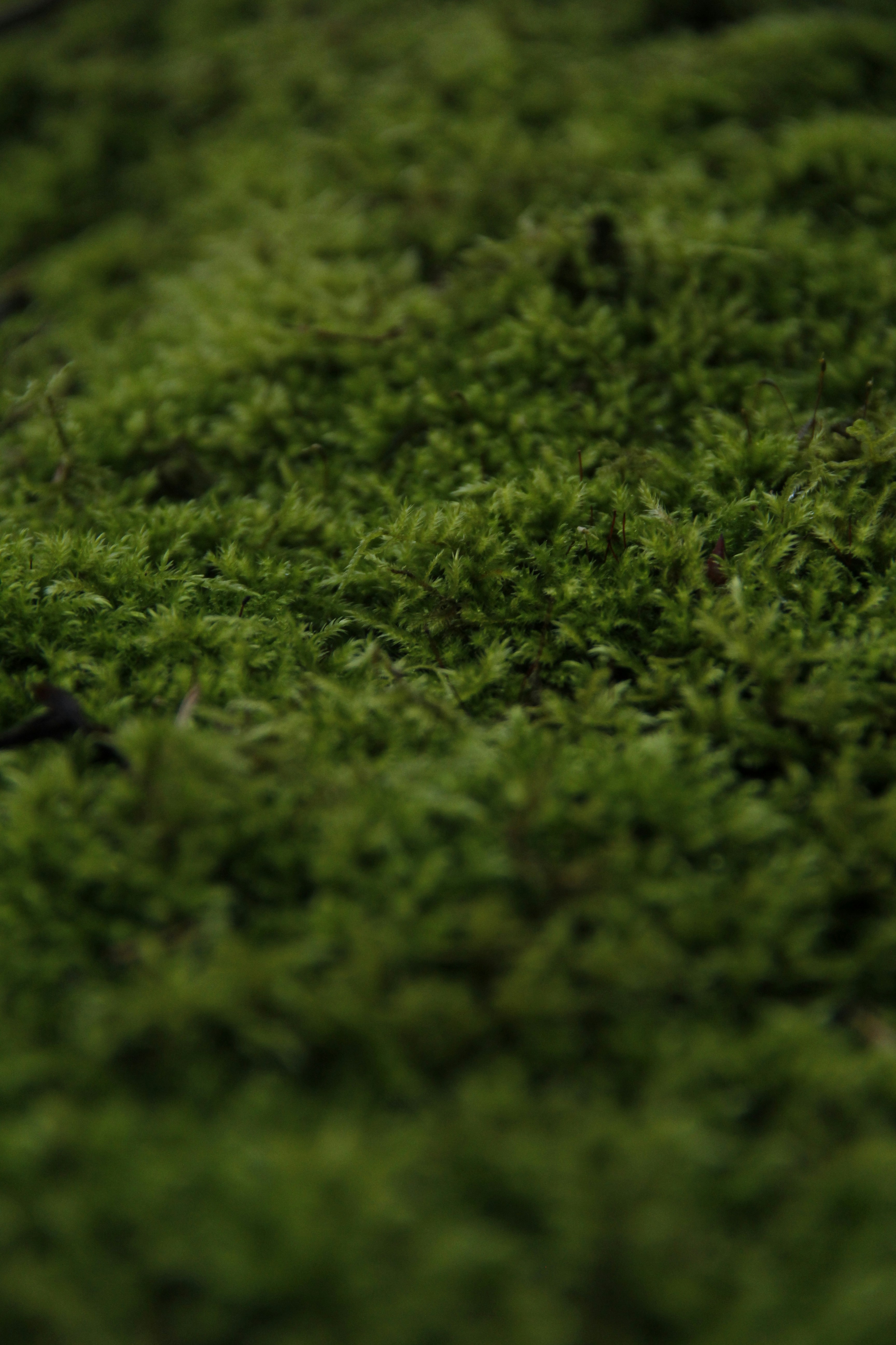 A close up of a green mossy surface photo – Free Moss Image on Unsplash