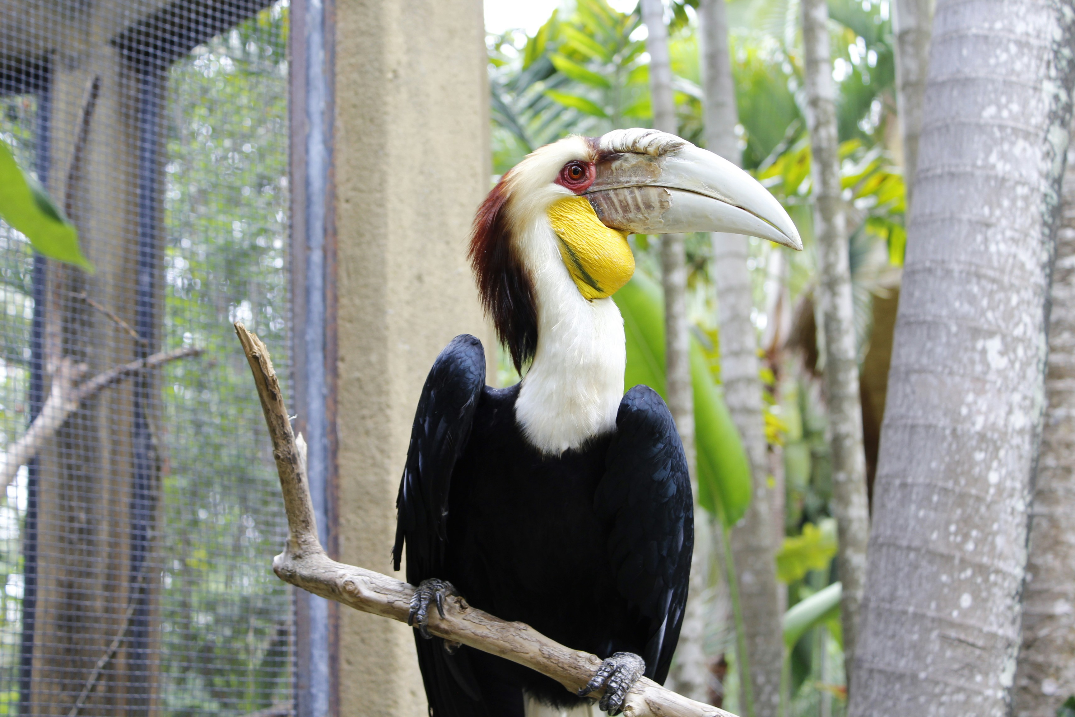 Beaked Sentinel: Hornbill Perched in a Tropical Aviary