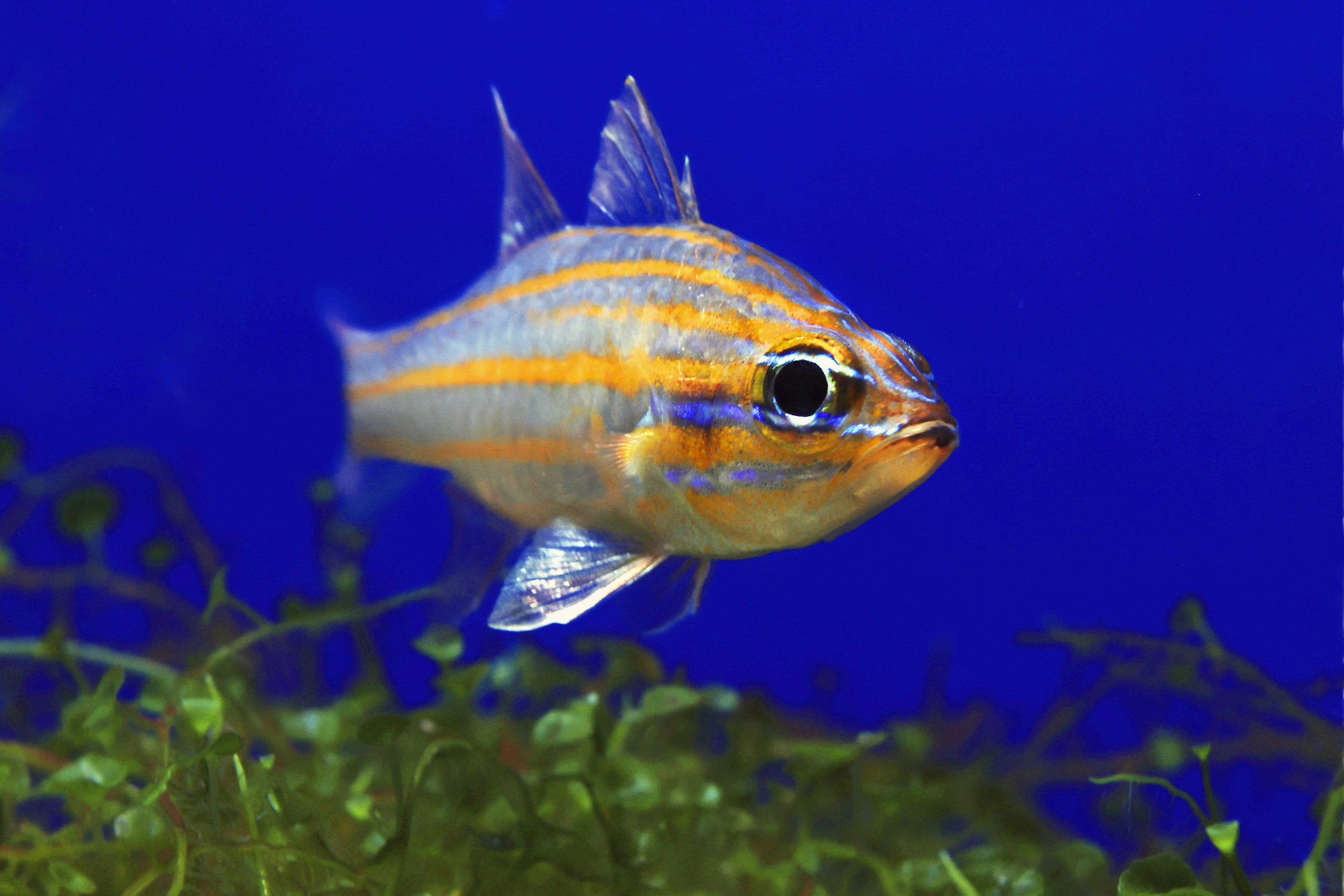 Foto Un pez que está nadando en el agua – Imagen Acuario de mojones ...