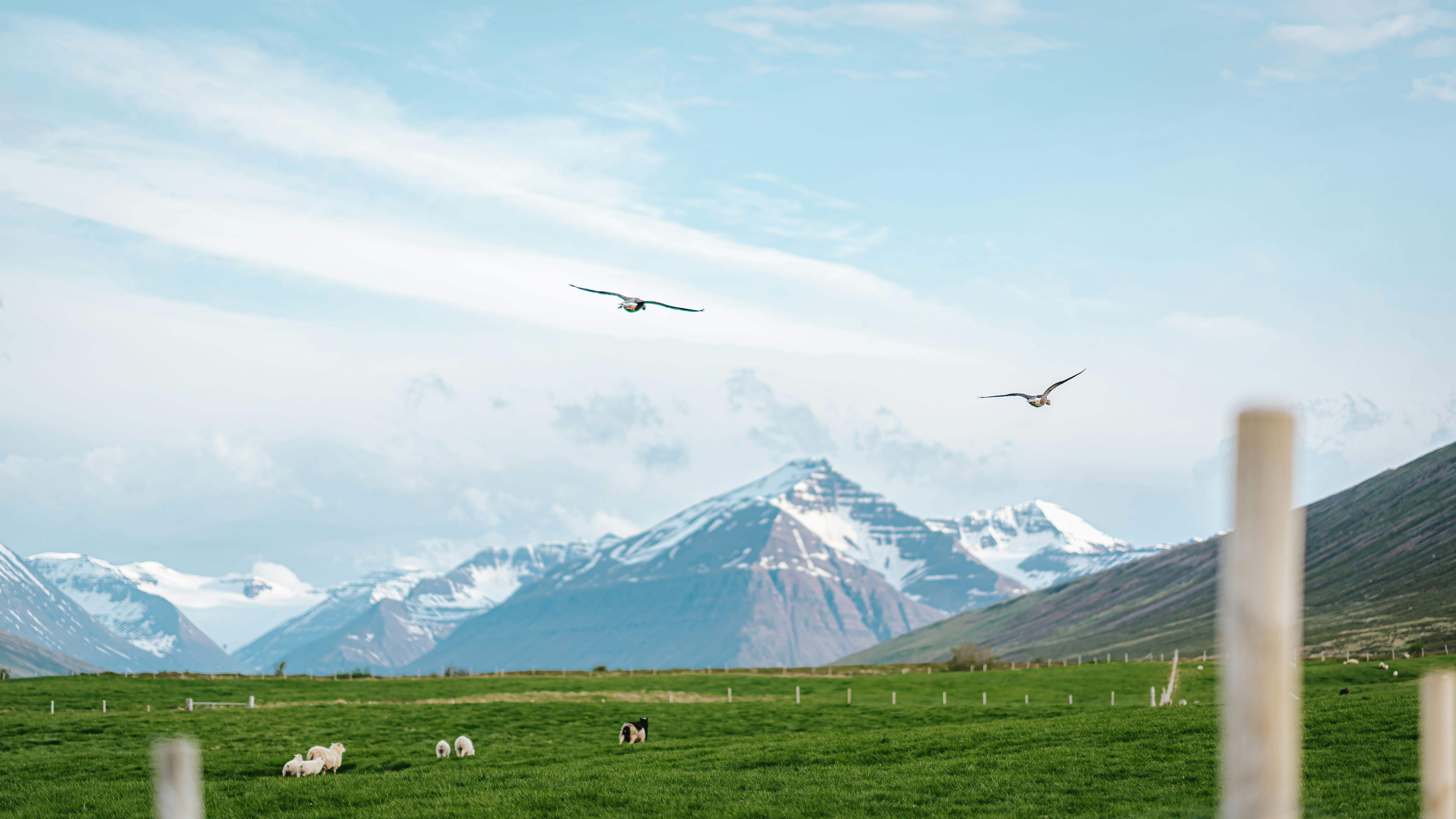 a bird flying over a lush green field