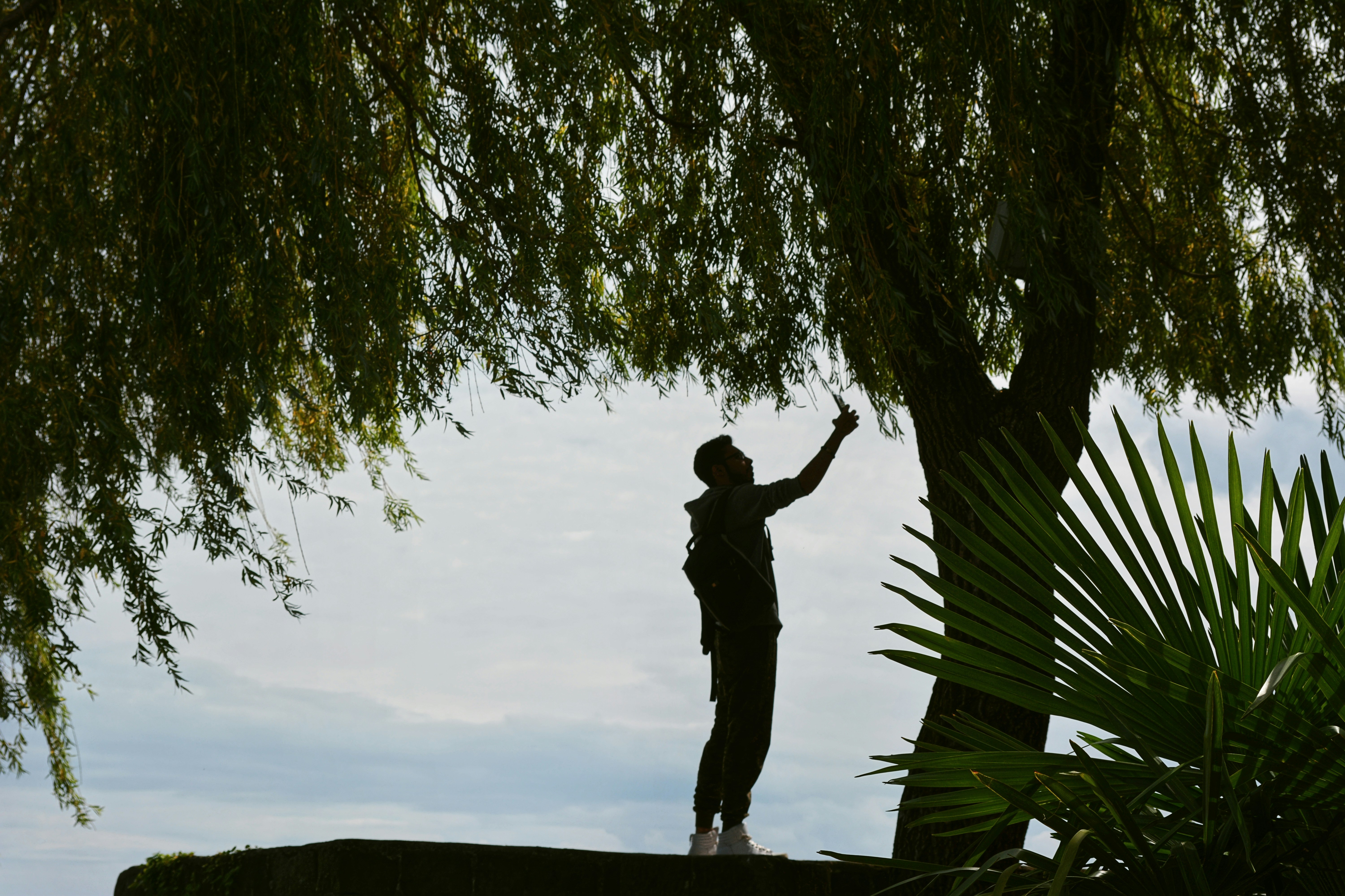 A person standing on a ledge reaching up to a tree photo – Free Türkiye ...