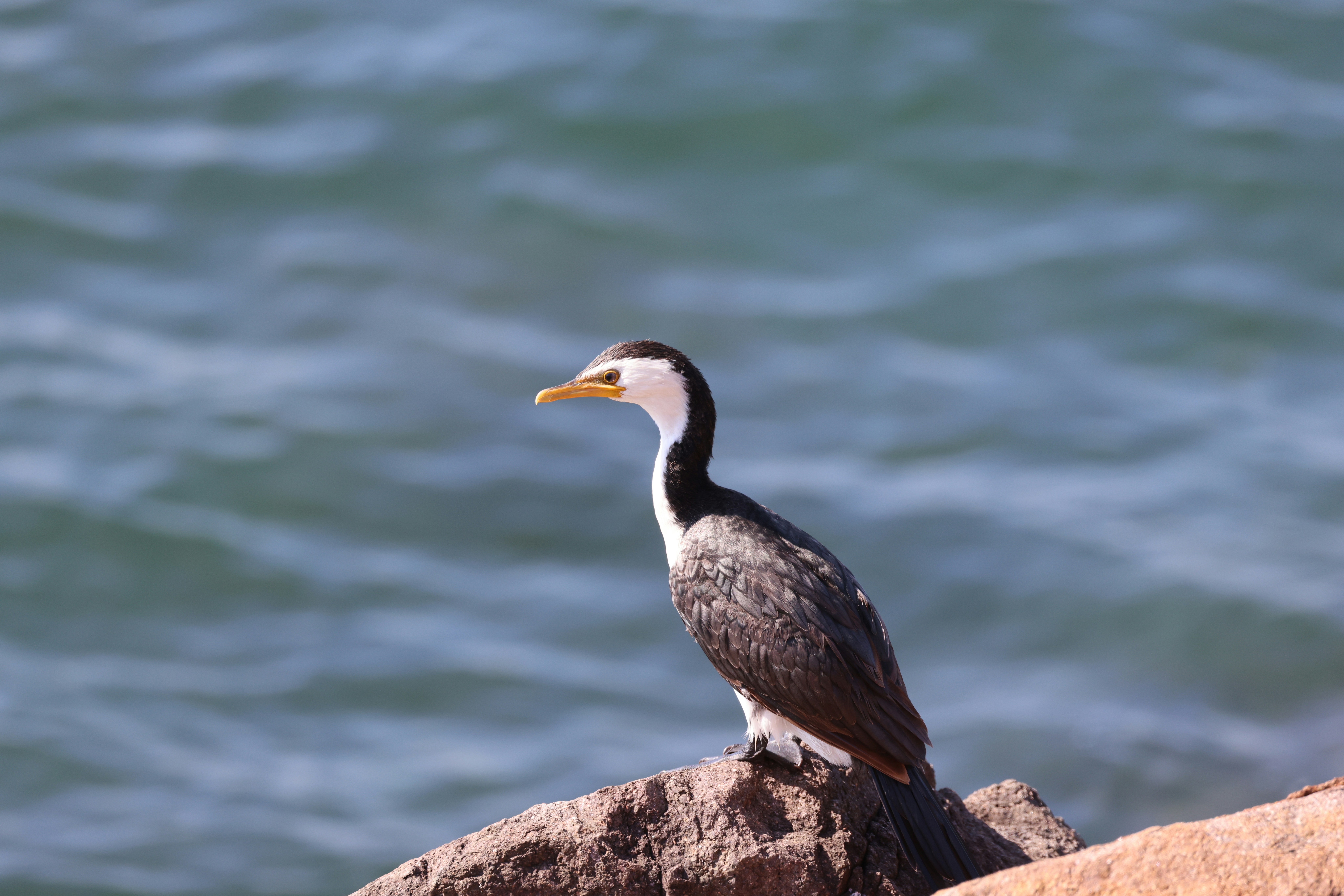 Coastal Sentinel: A Cormorant Perched on a Weathered Rock