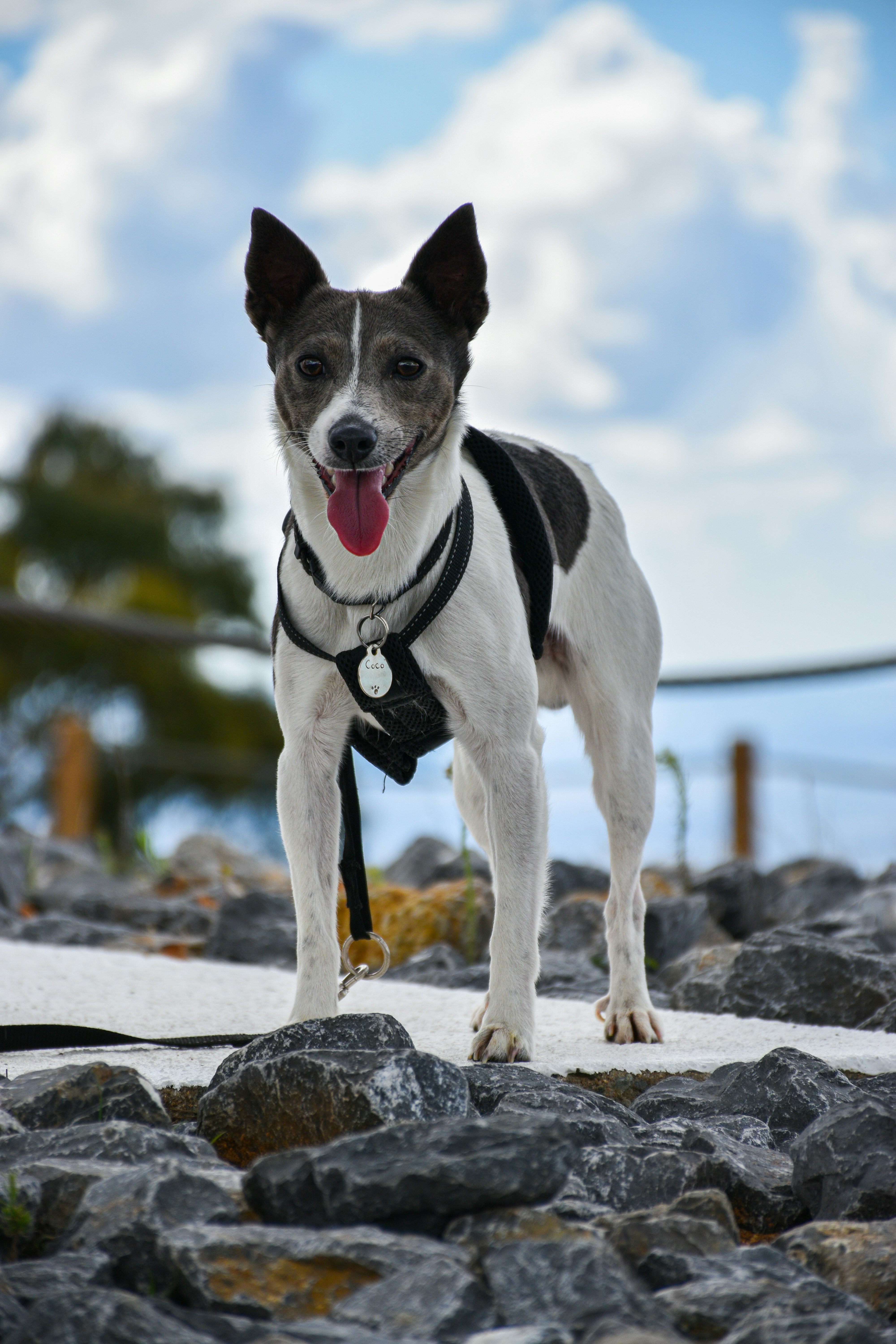 A small dog standing on top of a pile of rocks photo – Free Dog Image ...