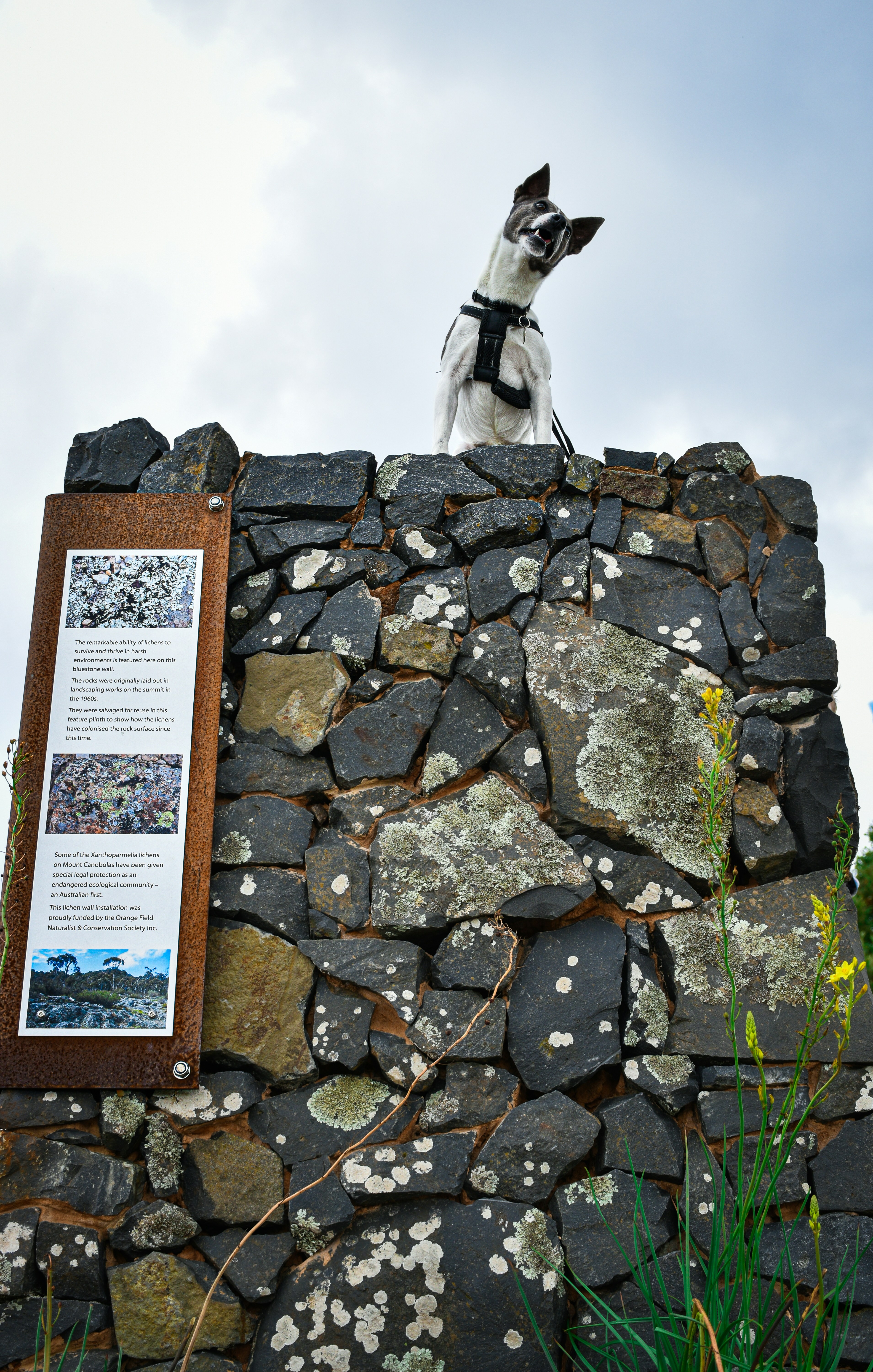 Top-Edge Sentinel: A Hound Perched Over a Weathered Stone Wall