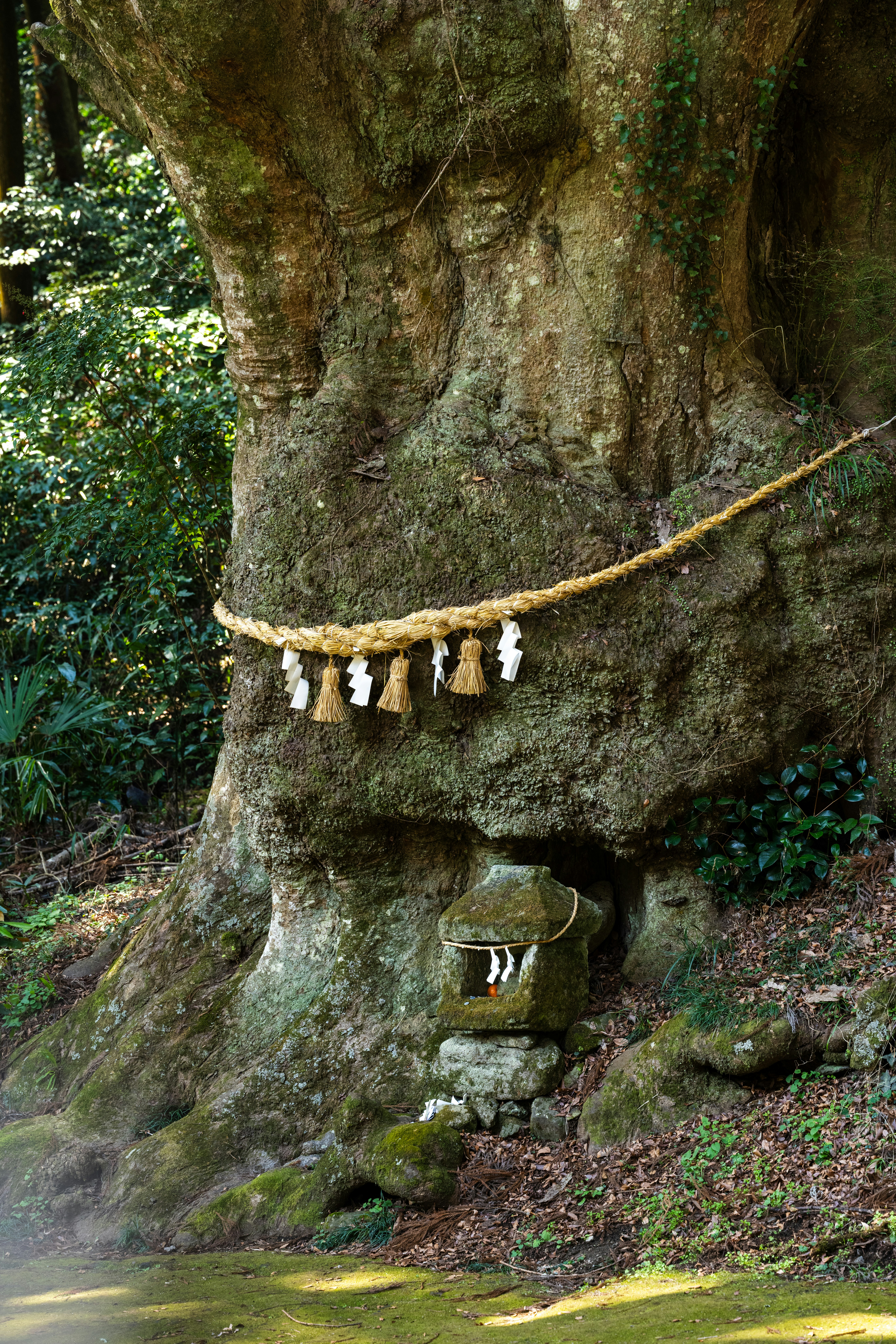 Photo by Kouji Tsuru with Nikon Z7 II