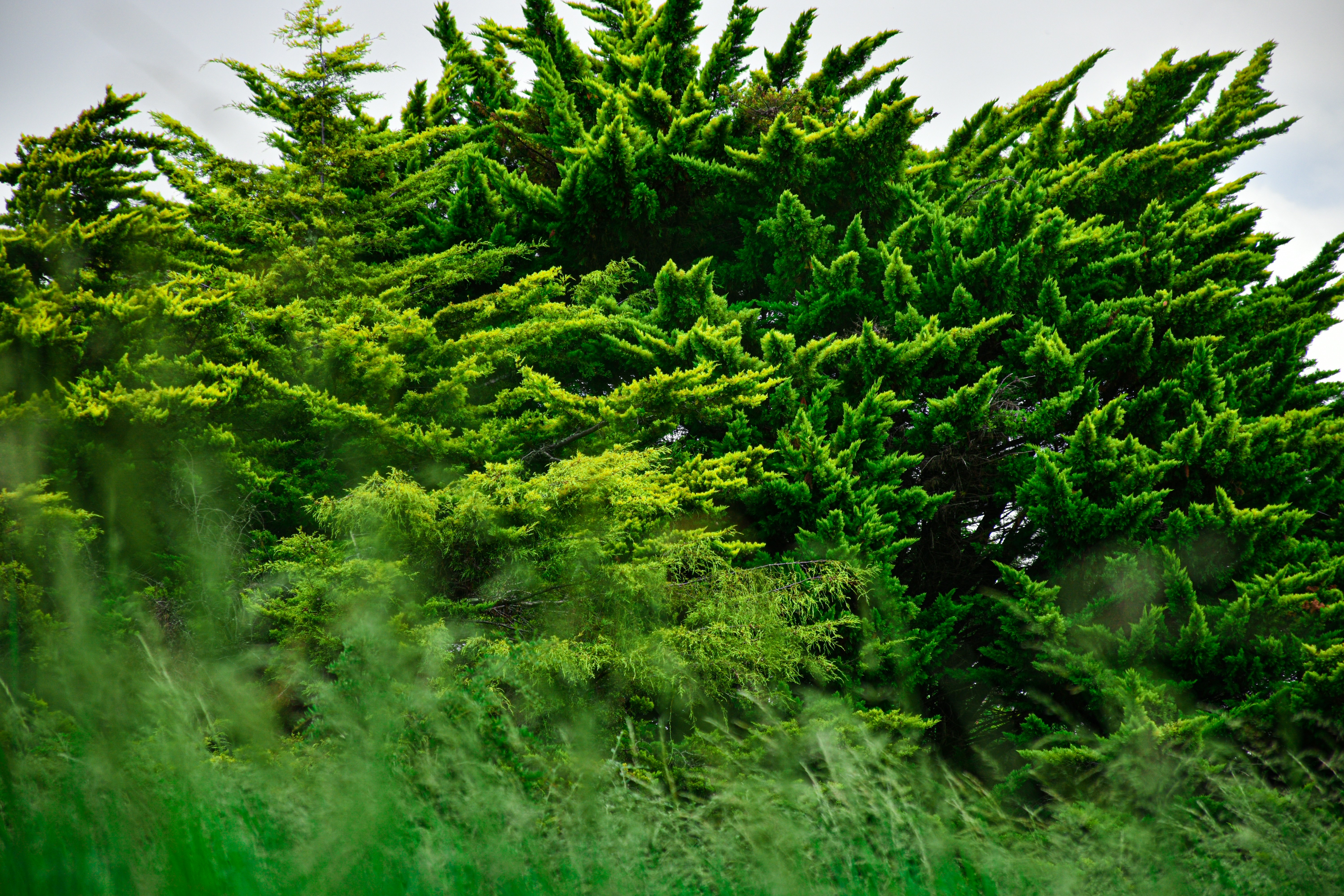 A large green tree surrounded by tall grass photo – Free Forest Image ...