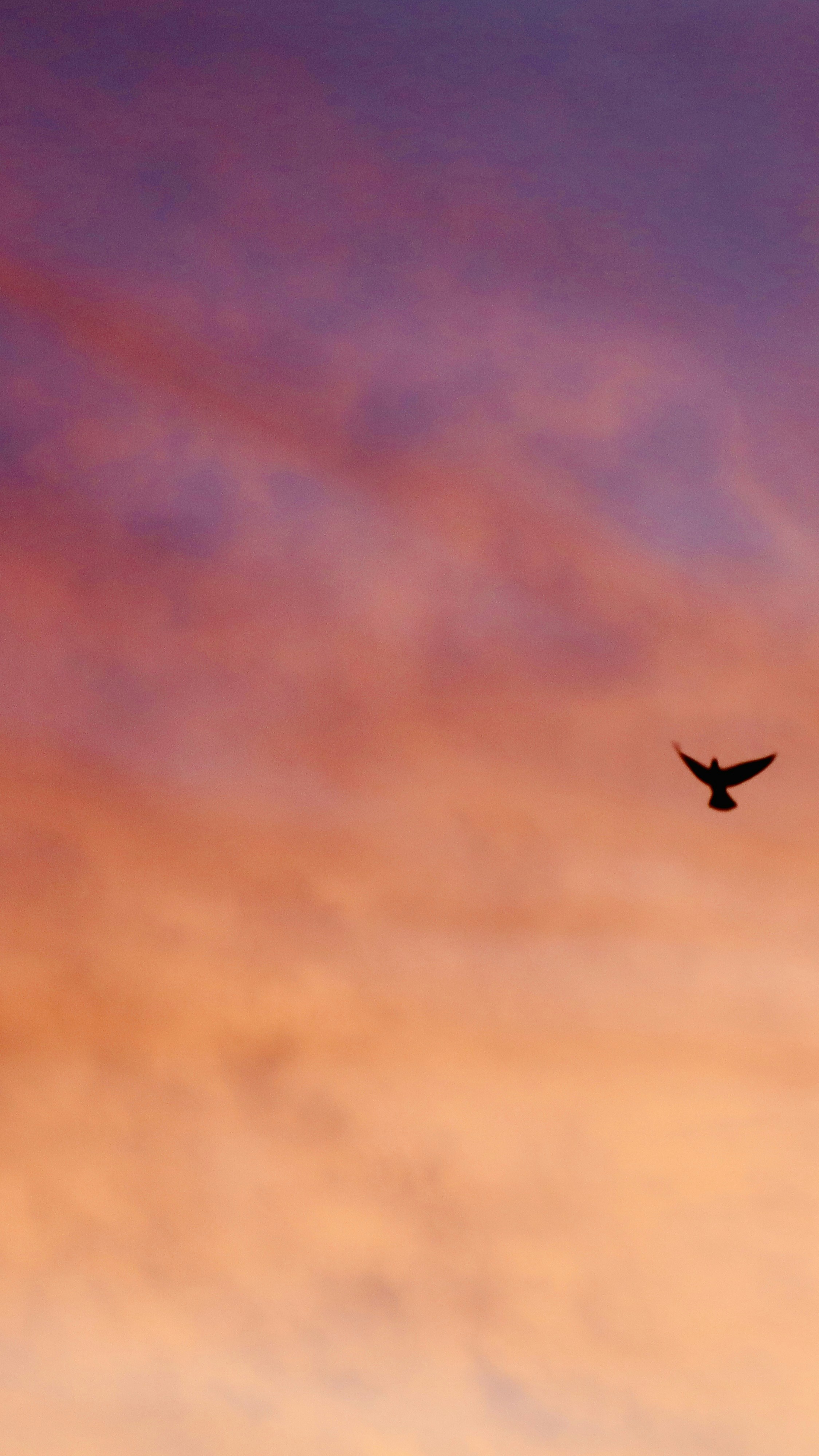 Silhouette in Motion: A Bird Traverses a Velvet Sunset
