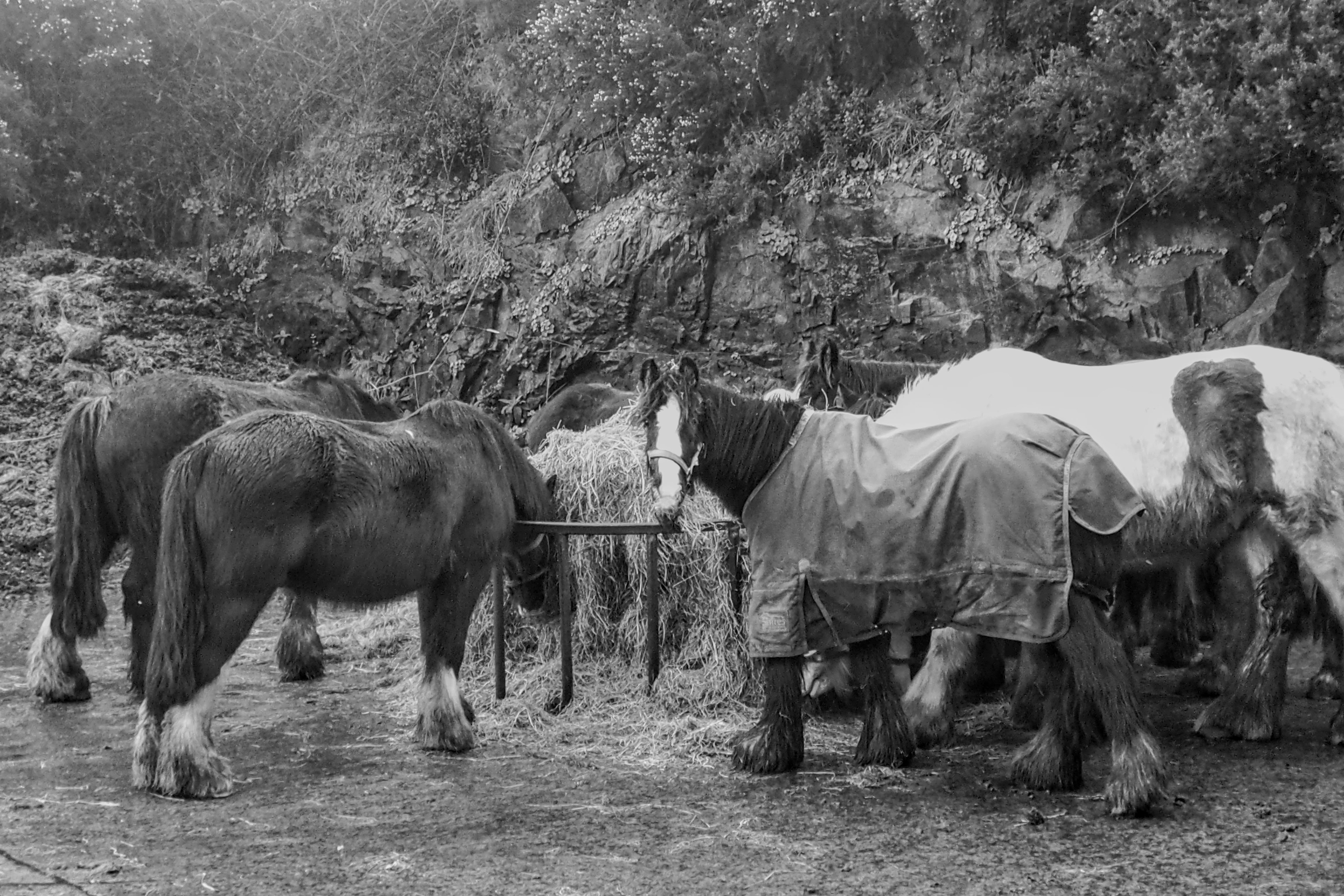 Ponies in blankets resting and feeding in a rustic stable setting.