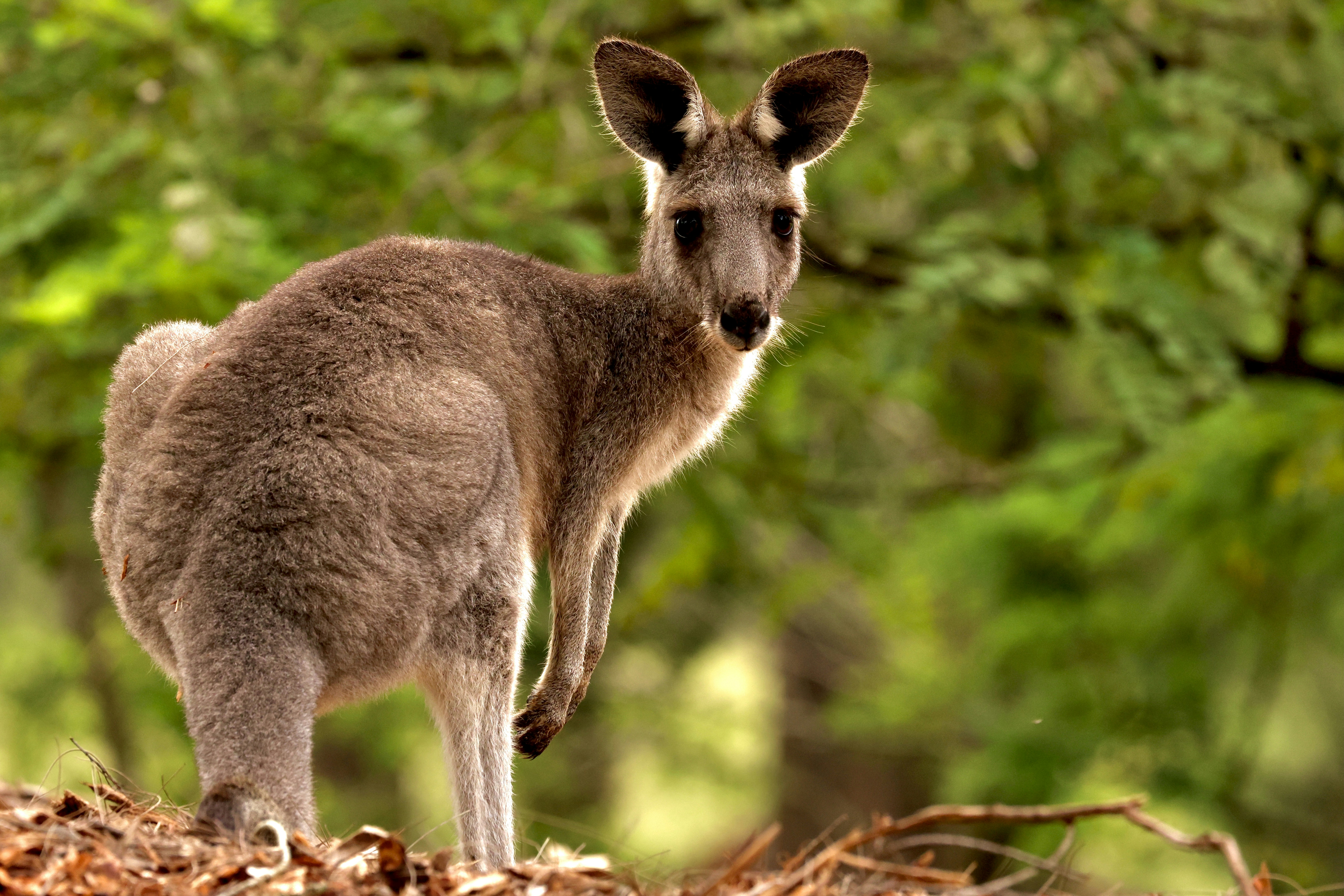 A kangaroo standing on top of a pile of leaves photo – Free Animal ...