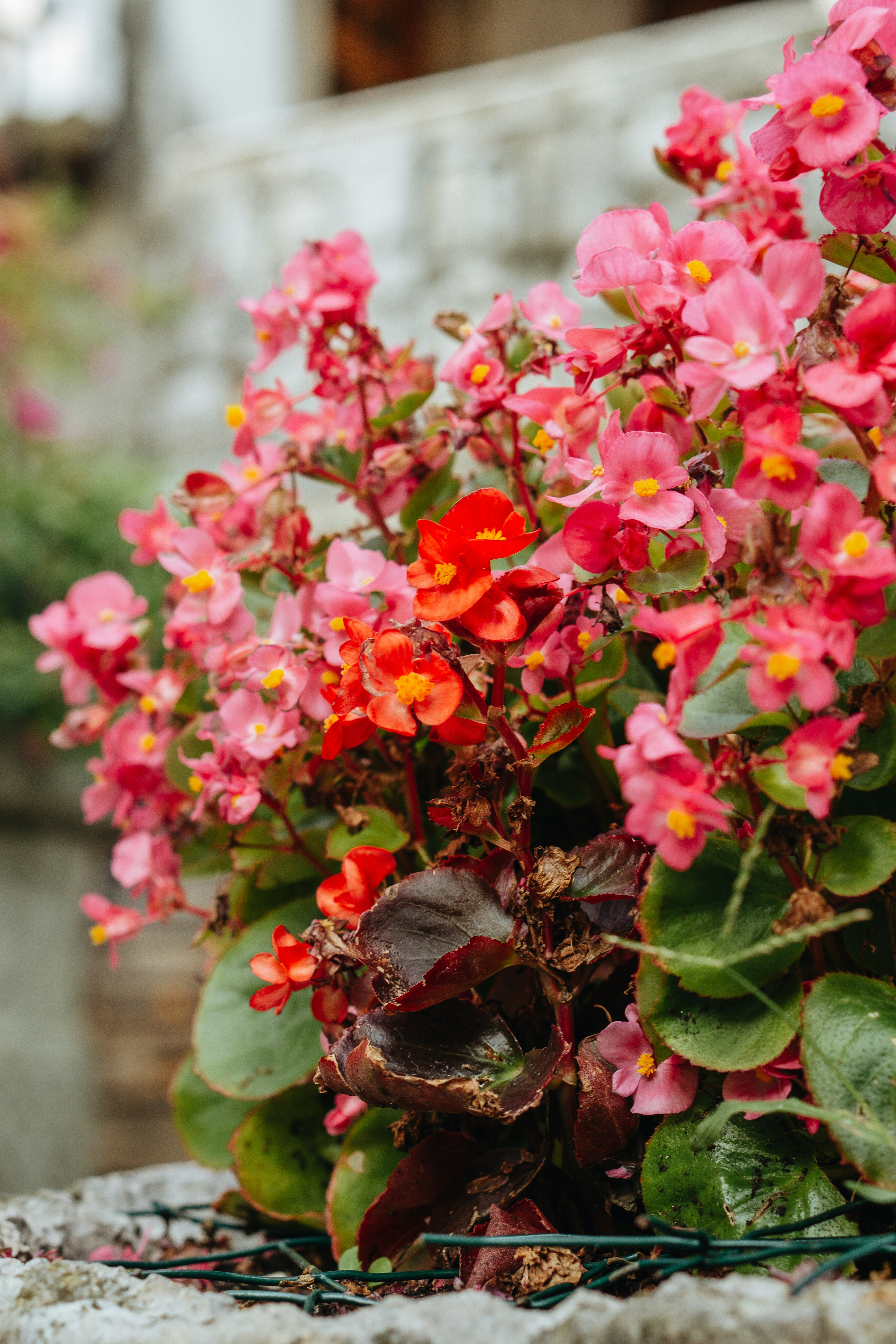 Coral and Pink Begonias: A Quiet Burst in a Weathered Planter
