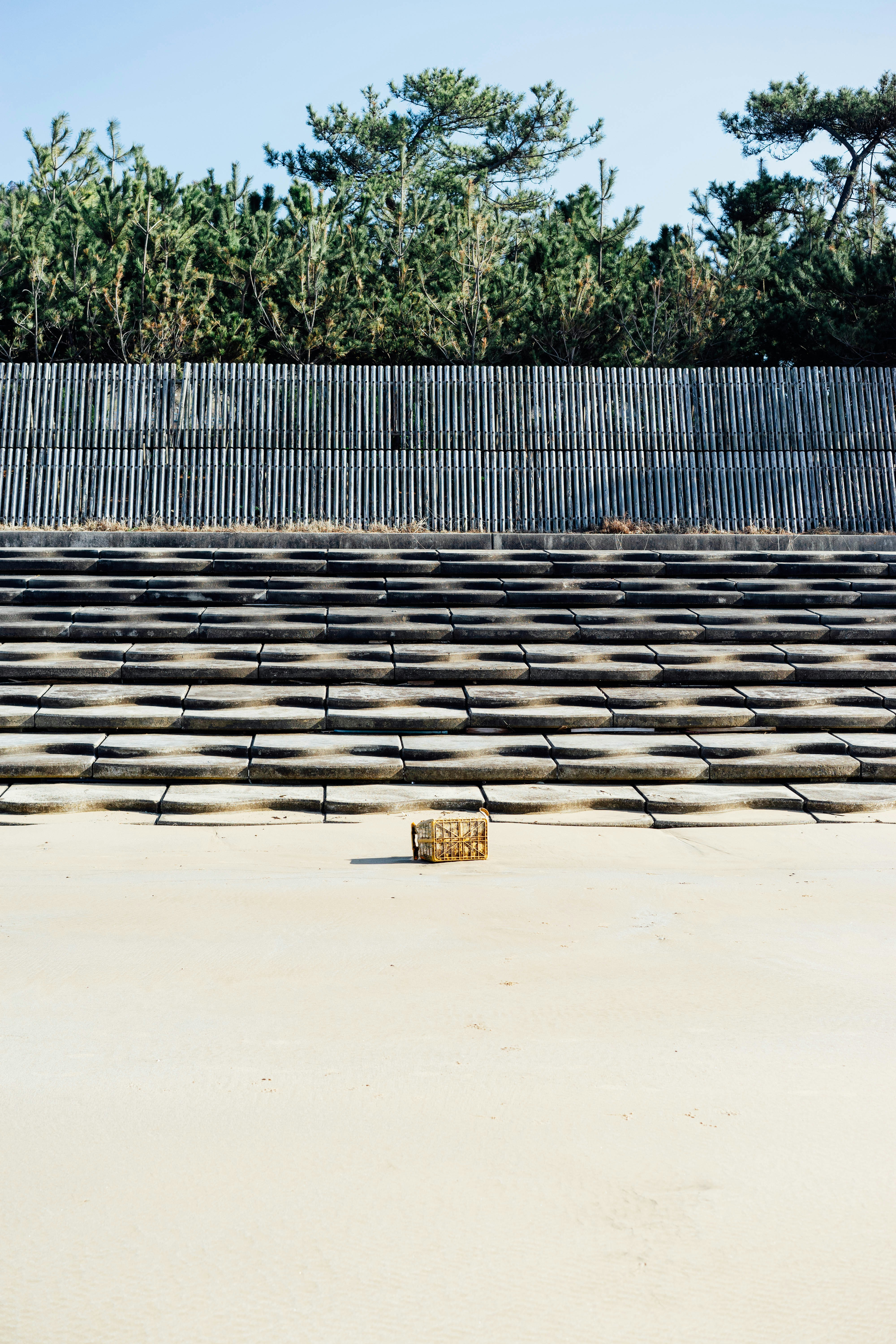 Crate on Sunlit Bleachers Beneath a Quiet Pine Row