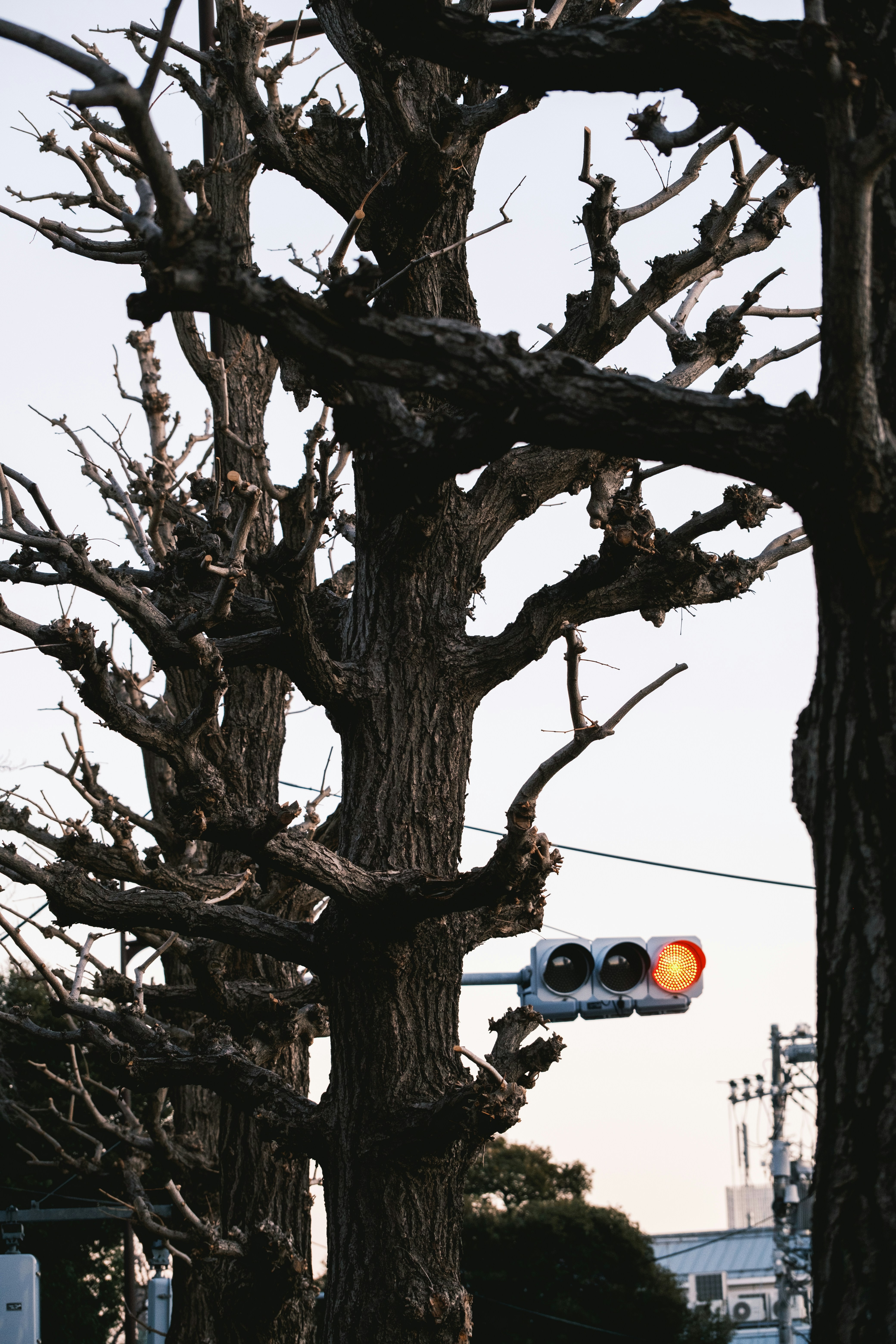 Winter Silence Framed by Gnarled Limbs near a Waiting Traffic Light