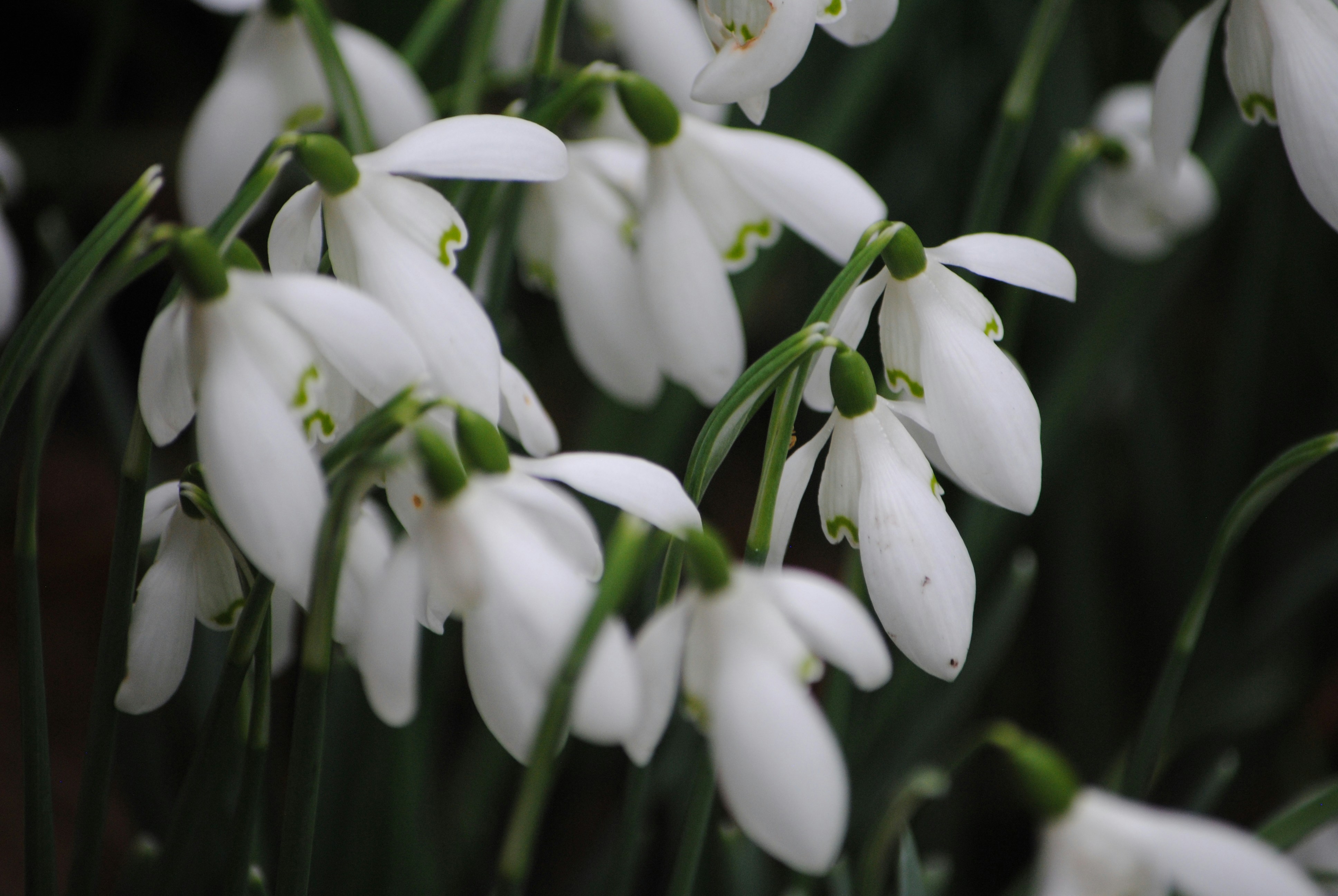 Snowdrops close up
