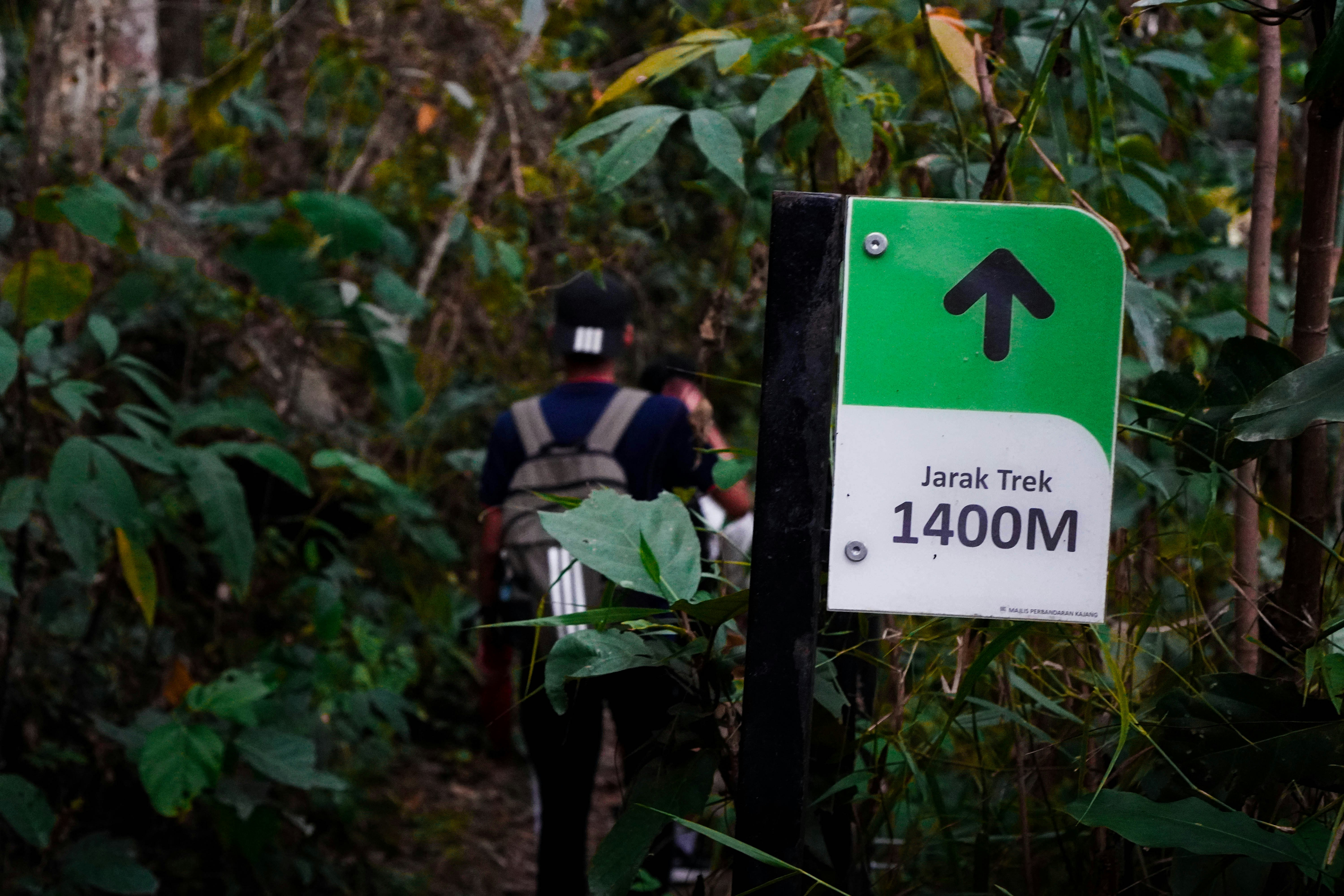 Green Arrow Trail Sign Guides the Way Through Dense Forest