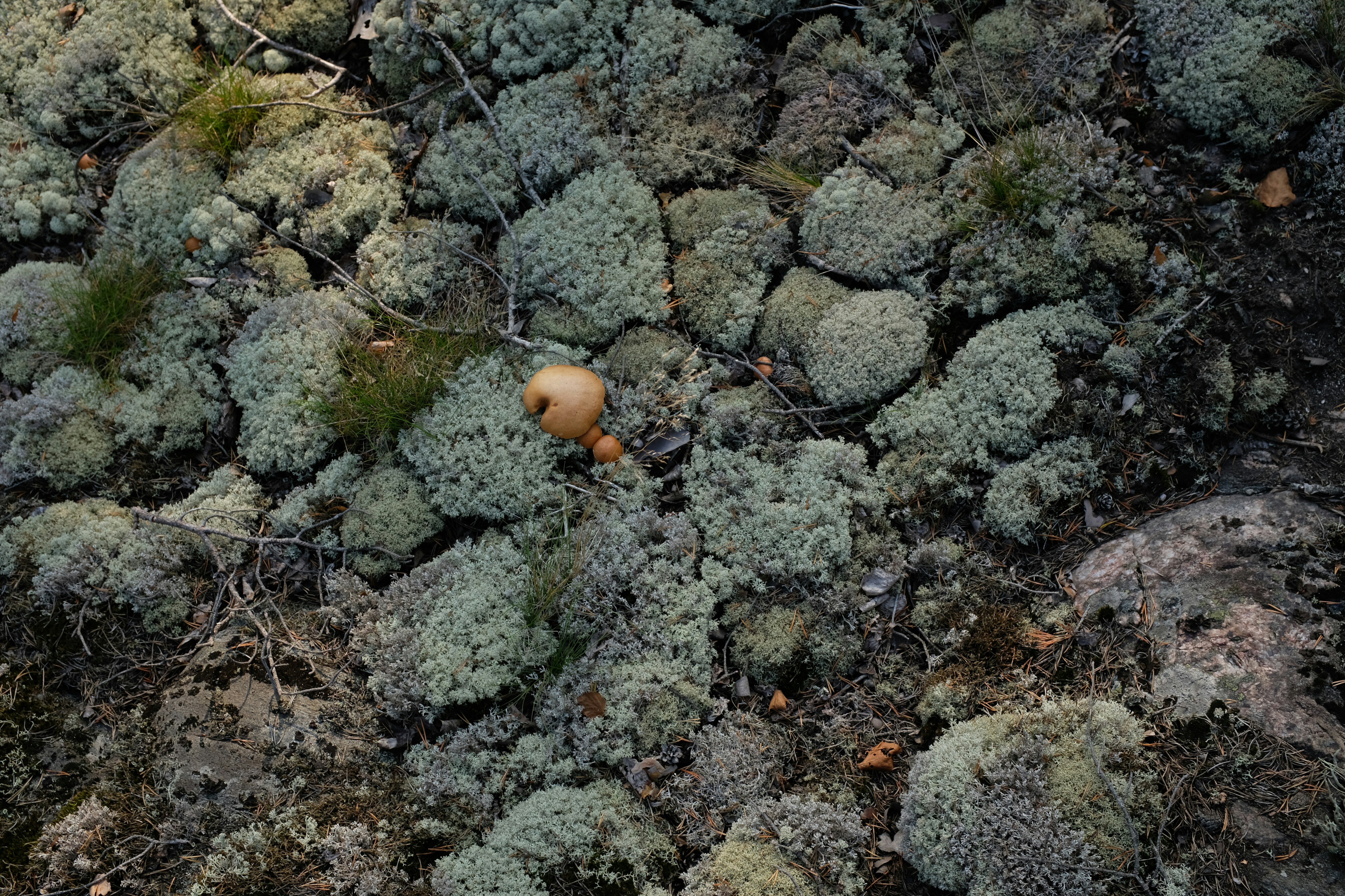 Lone brown mushroom anchors a sea of silvery moss