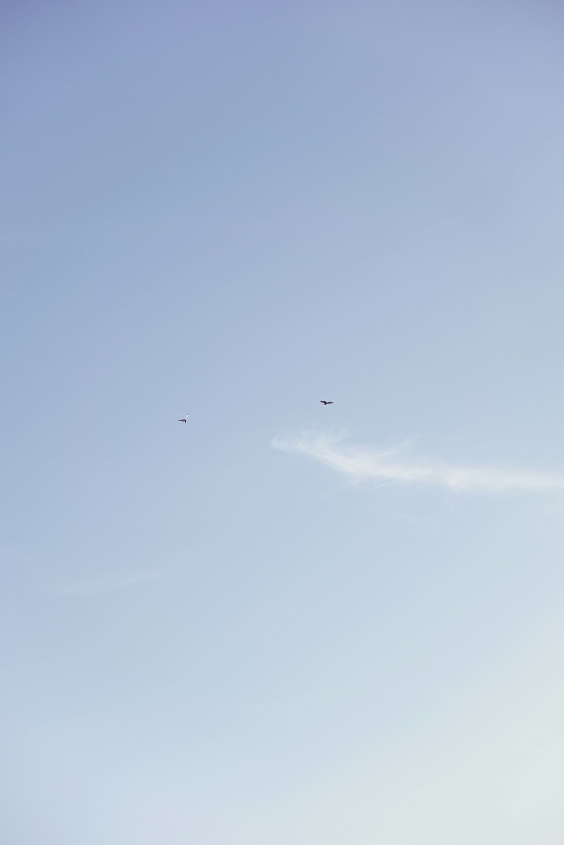 Burung yang terbang kesana kemari