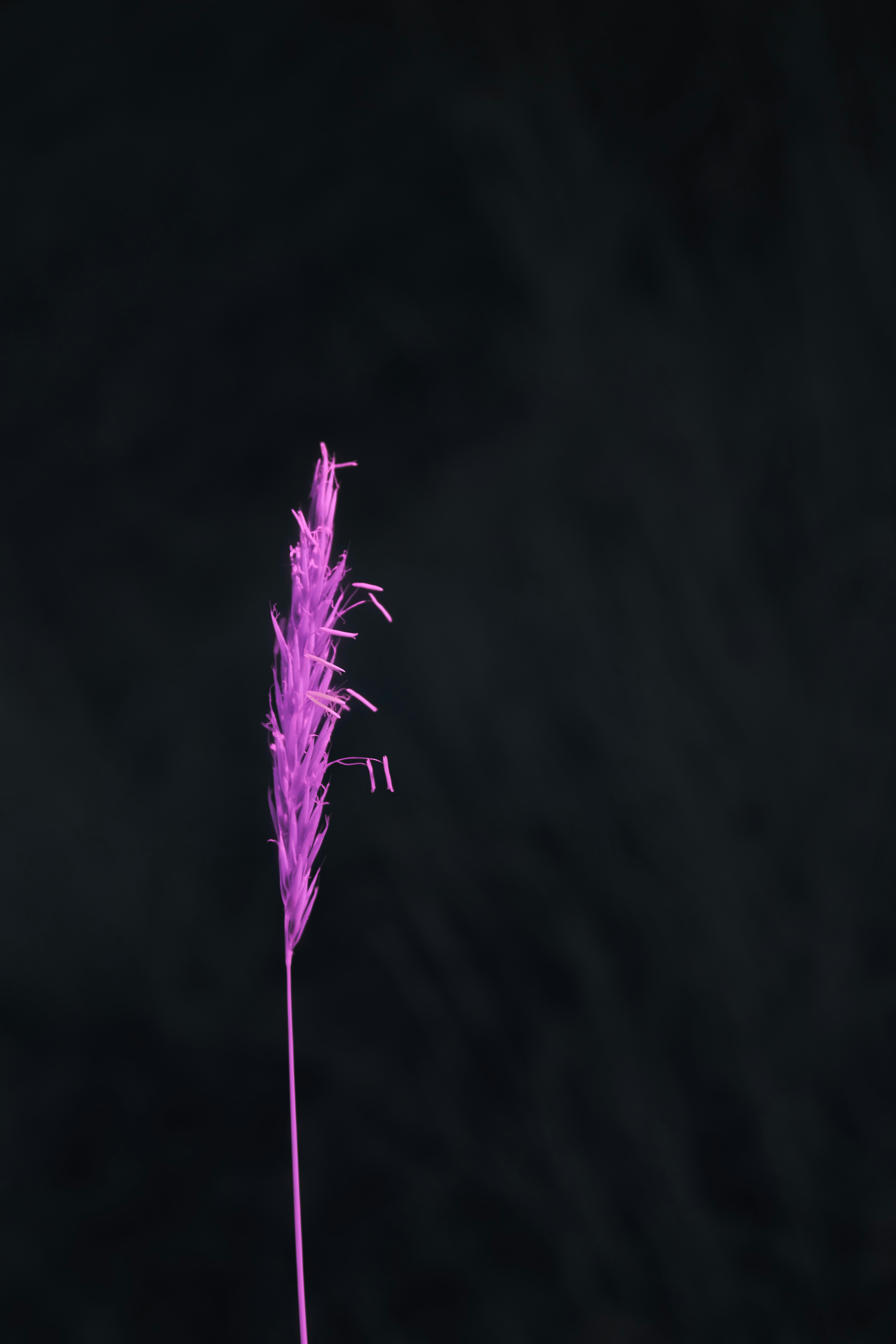 a purple flower is in the dark on a black backgroundWolfgang Hasselmann