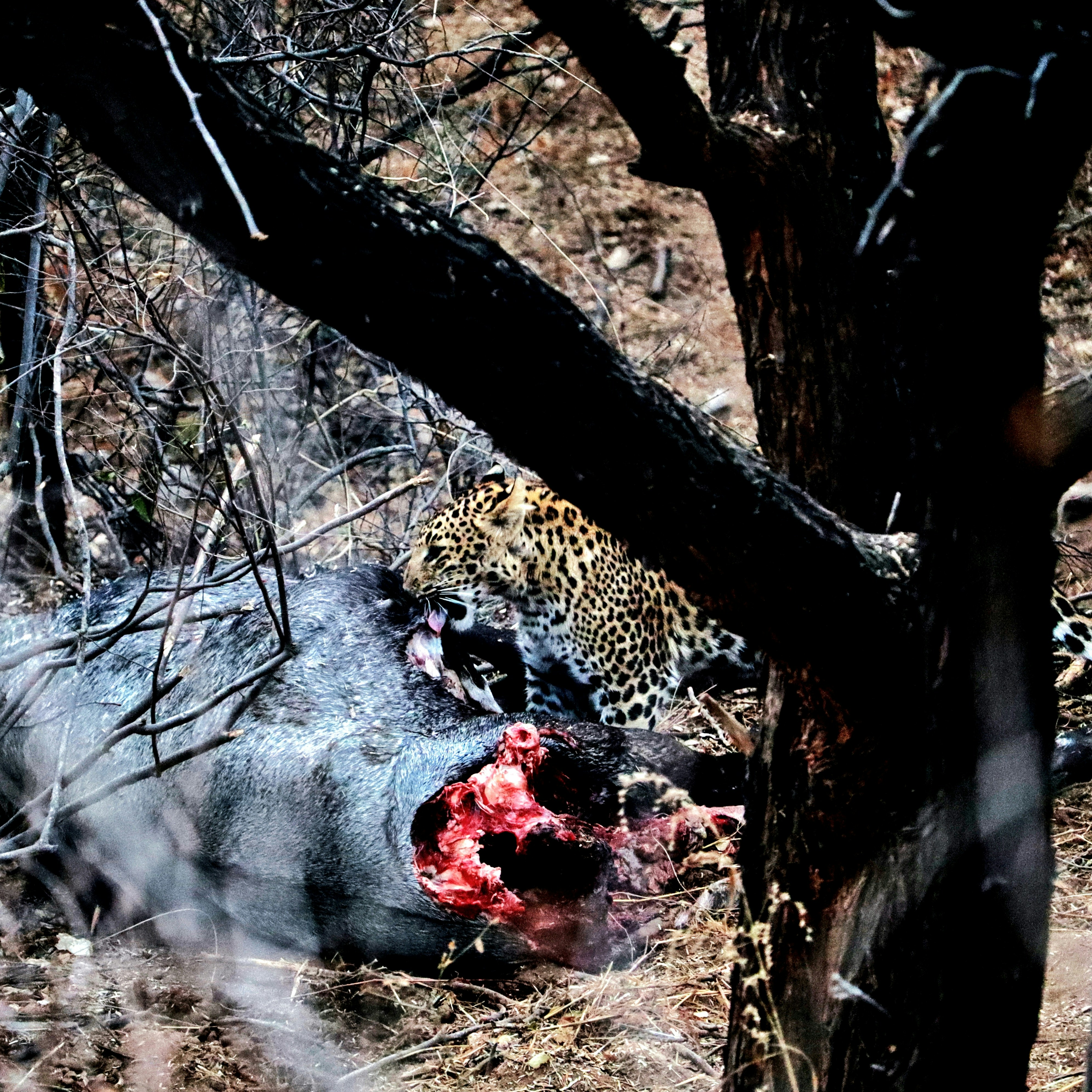 Leopard's Lethal Grasp: Prey and Predator in a Silent Winter Thicket