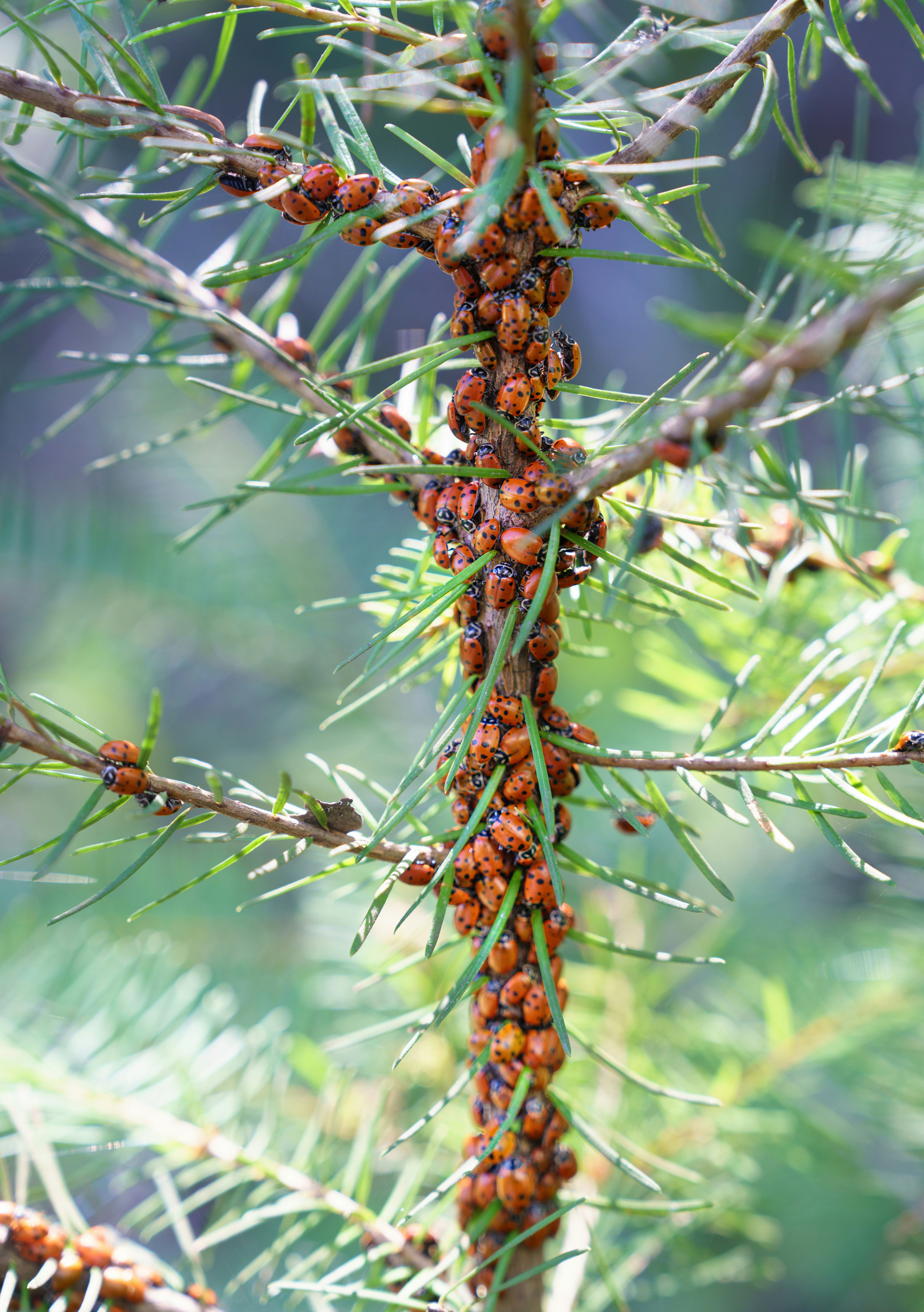 Macro photograph of orange armored scale insects densely clustered on a pine twig, with green needles framing the scene.