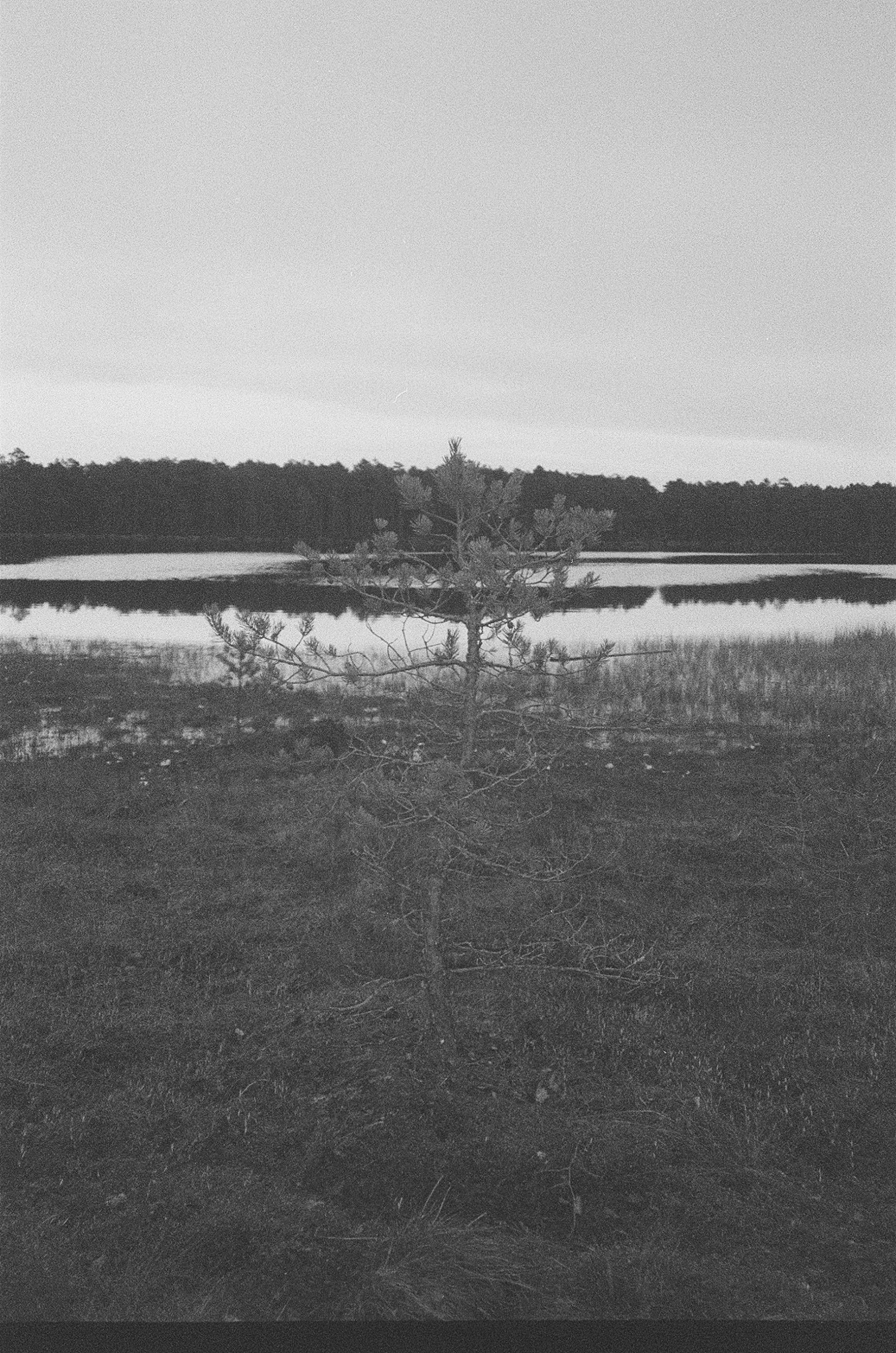 Grainy black-and-white photograph of a solitary pine in a marsh, with a distant treeline reflected in calm water.