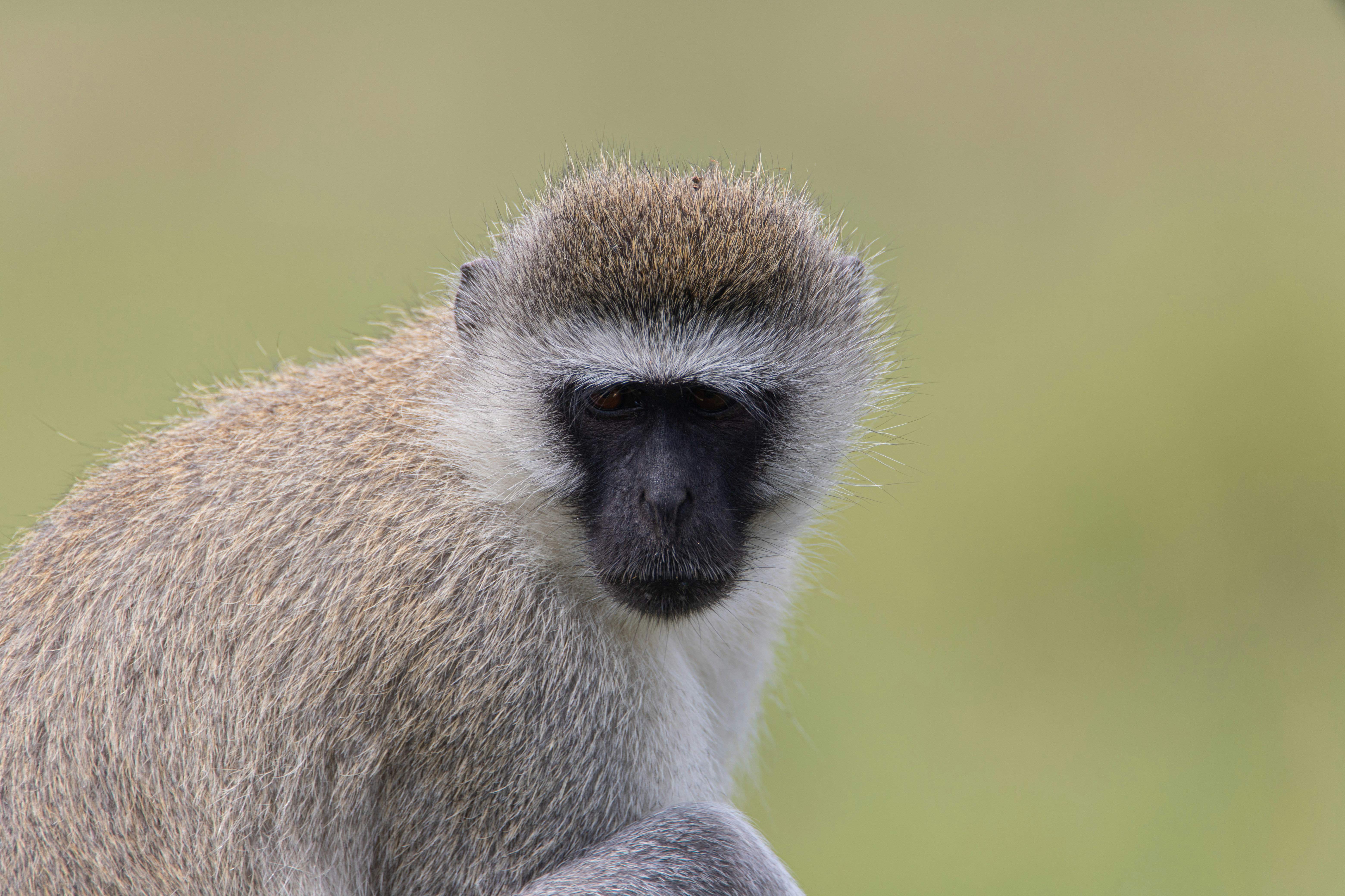 A close up of a monkey with a blurry background photo – Free Africa ...