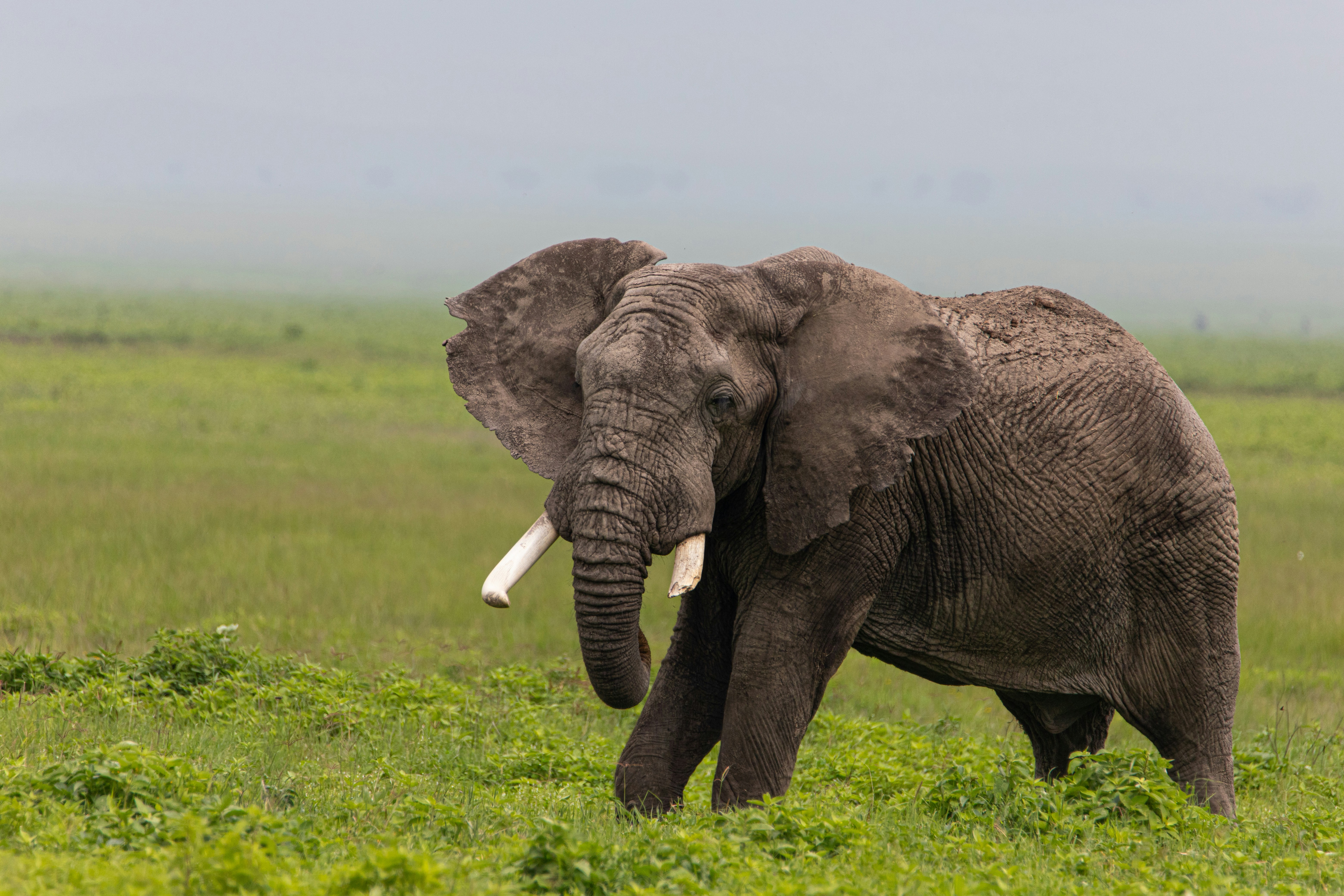 Echoes of Ivory: Two Elephants Trek Across a Misty Grassland