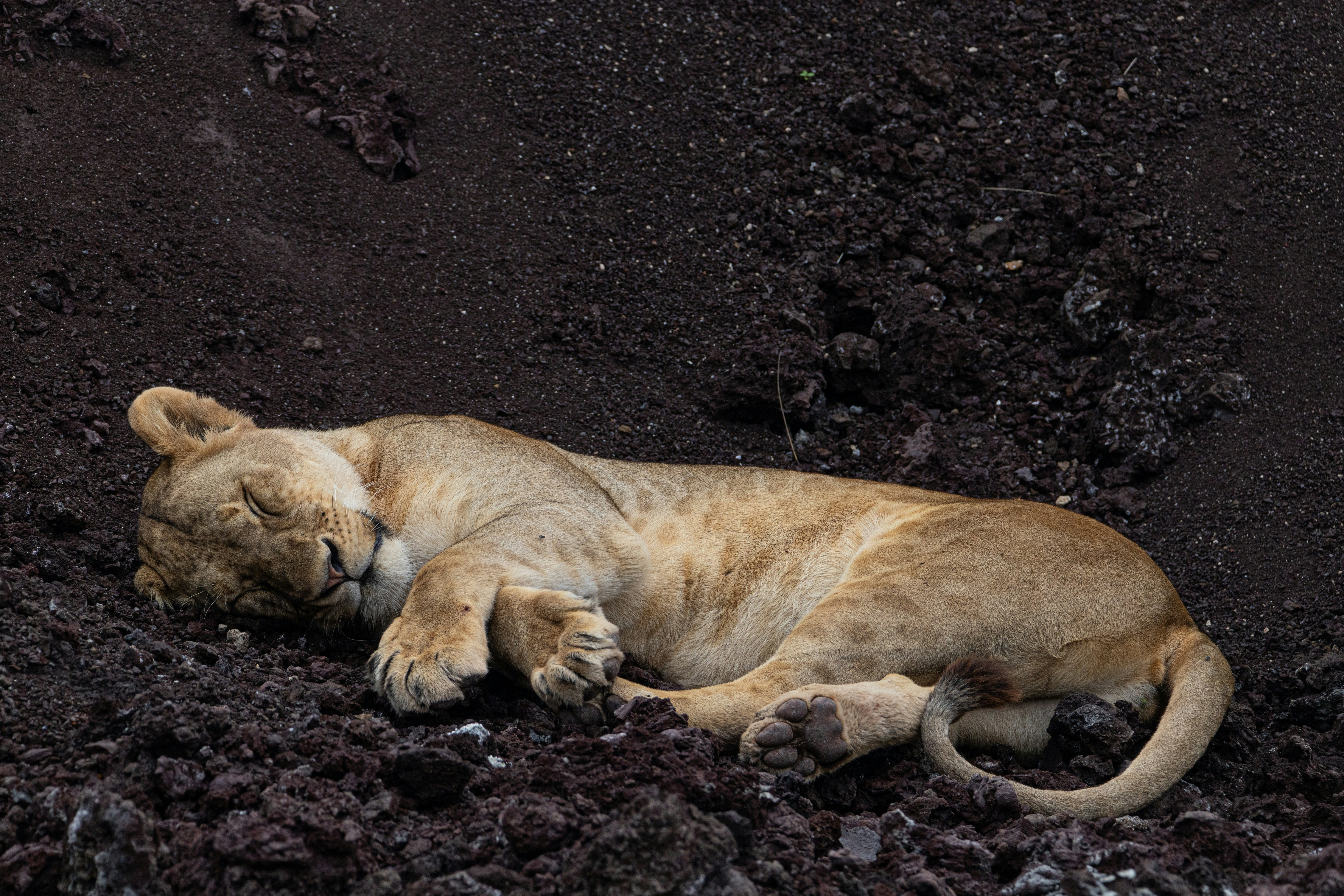 A lion laying on top of a pile of dirt photo – Free Tanzania Image on ...