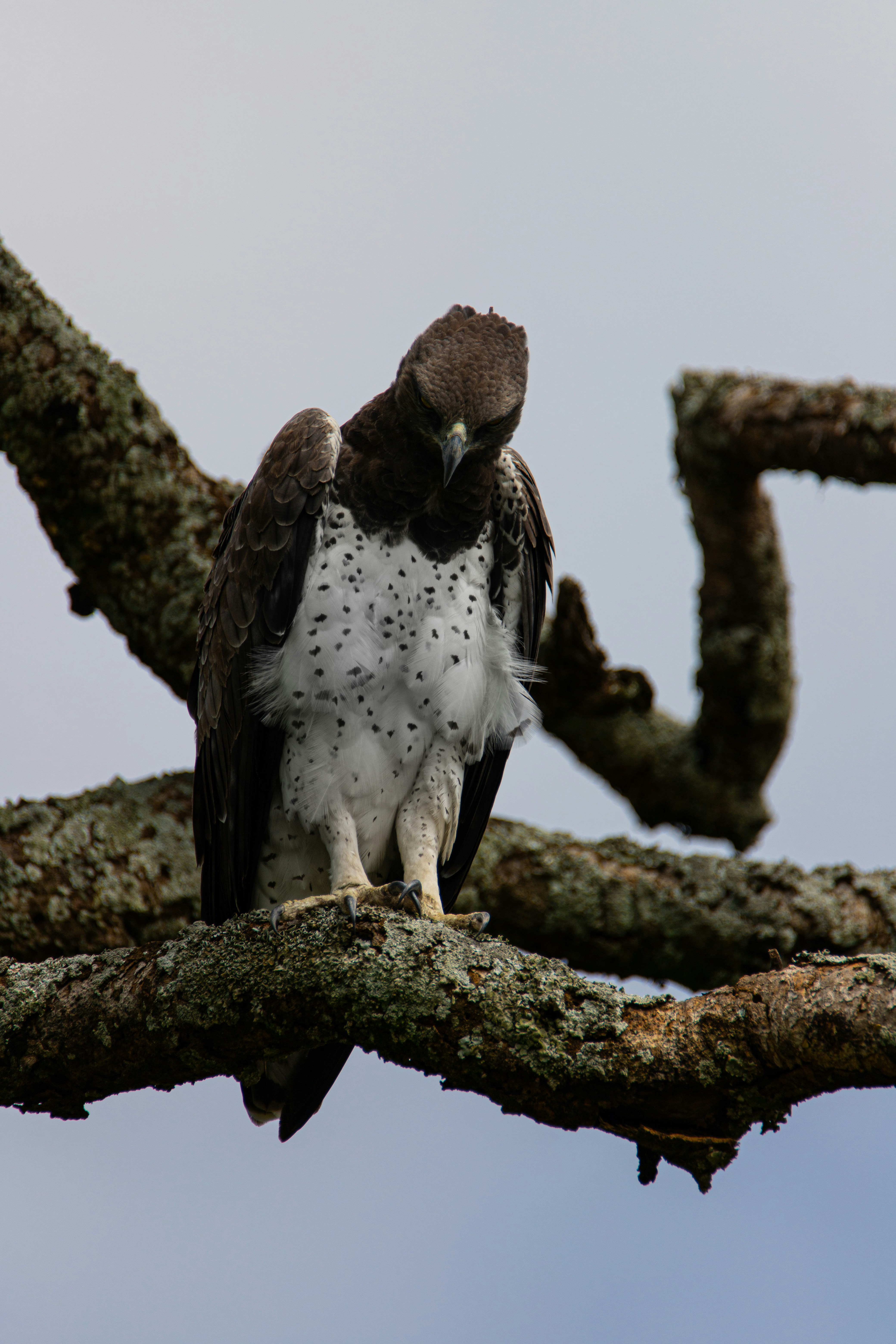 Speckled Raptor Perched on a Moss-Crowned Limb