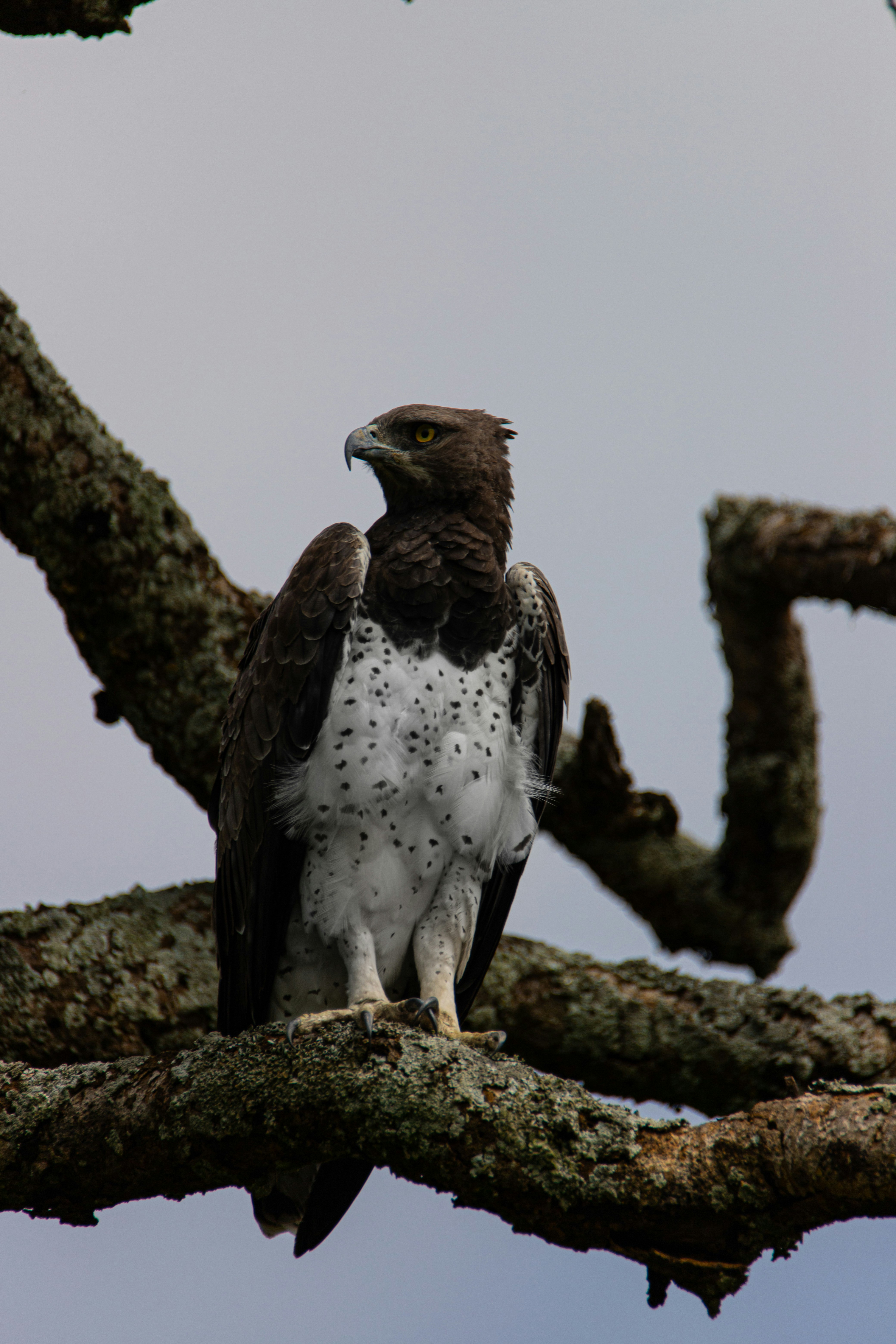 A large bird perched on top of a tree branch photo – Free Africa Image ...