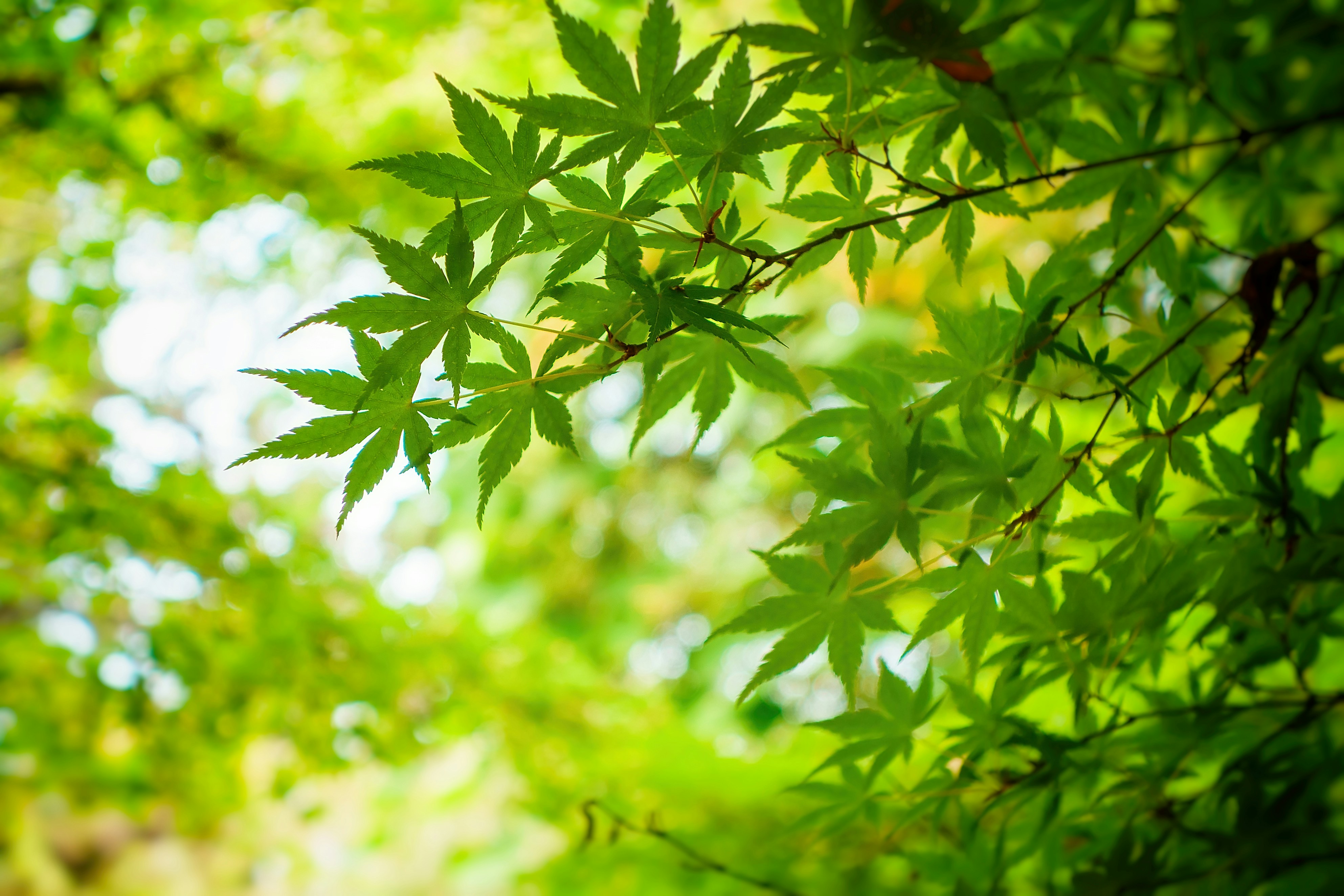 Photo by Olga Bi with Sony RX100 II