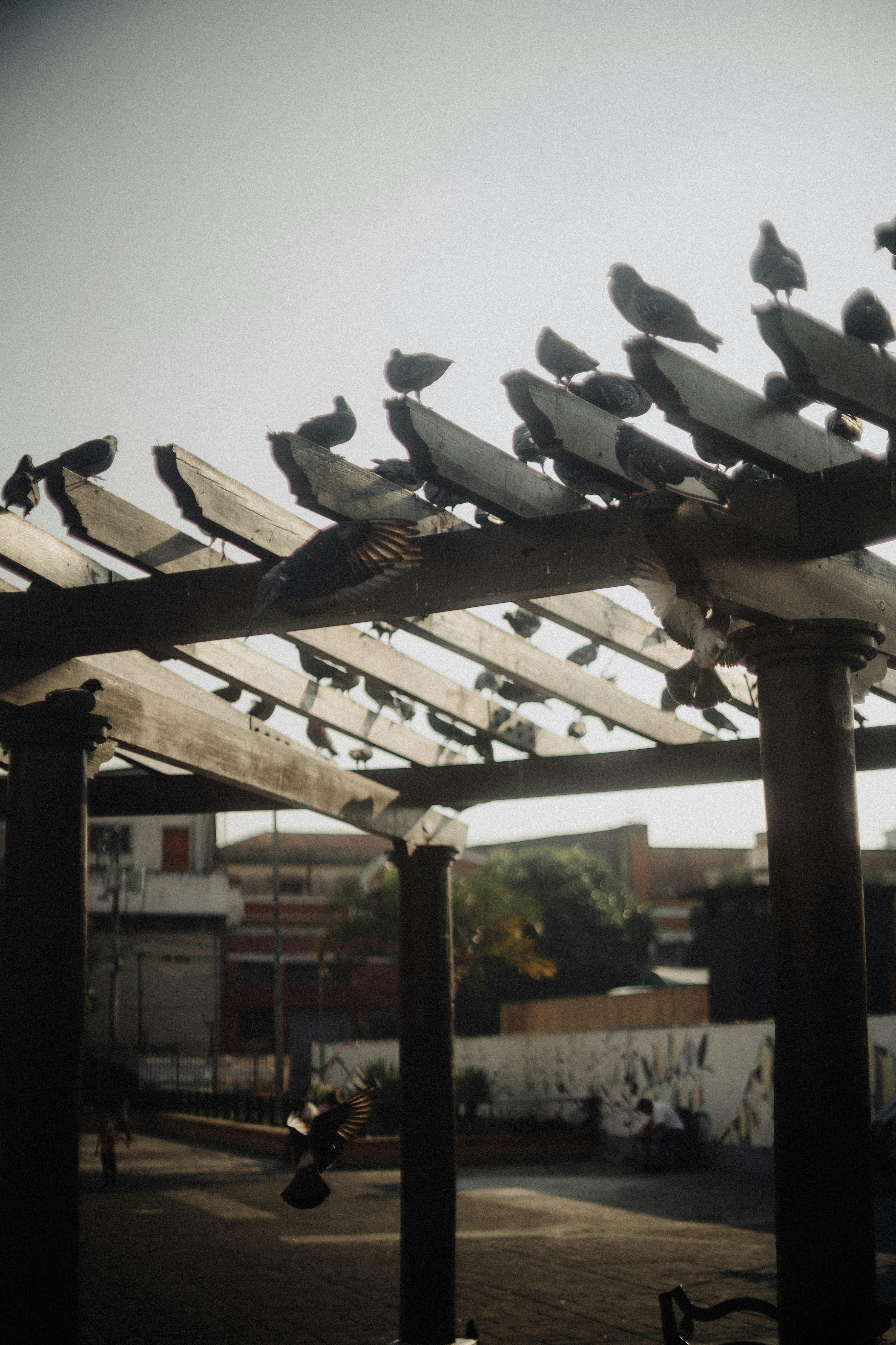 Pigeons Perched Along a Weathered Pergola Over a Quiet Urban Courtyard